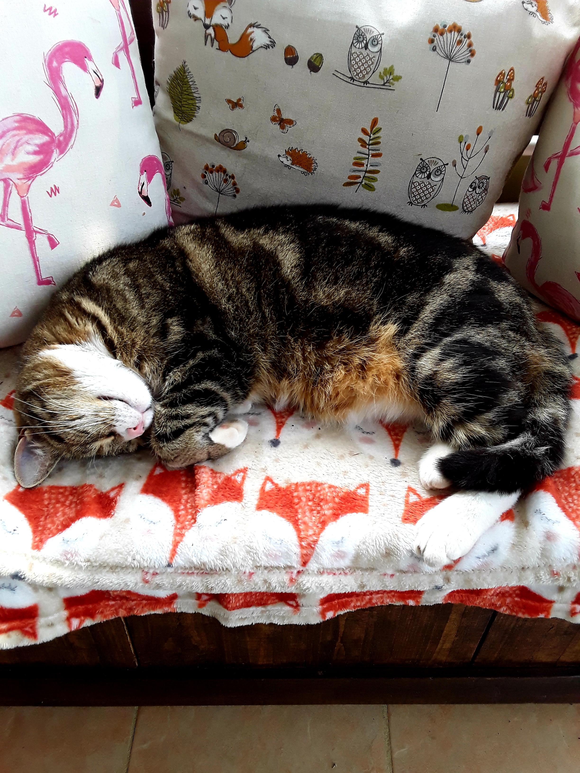 Jupiter having her mid morning nap | Scrolller