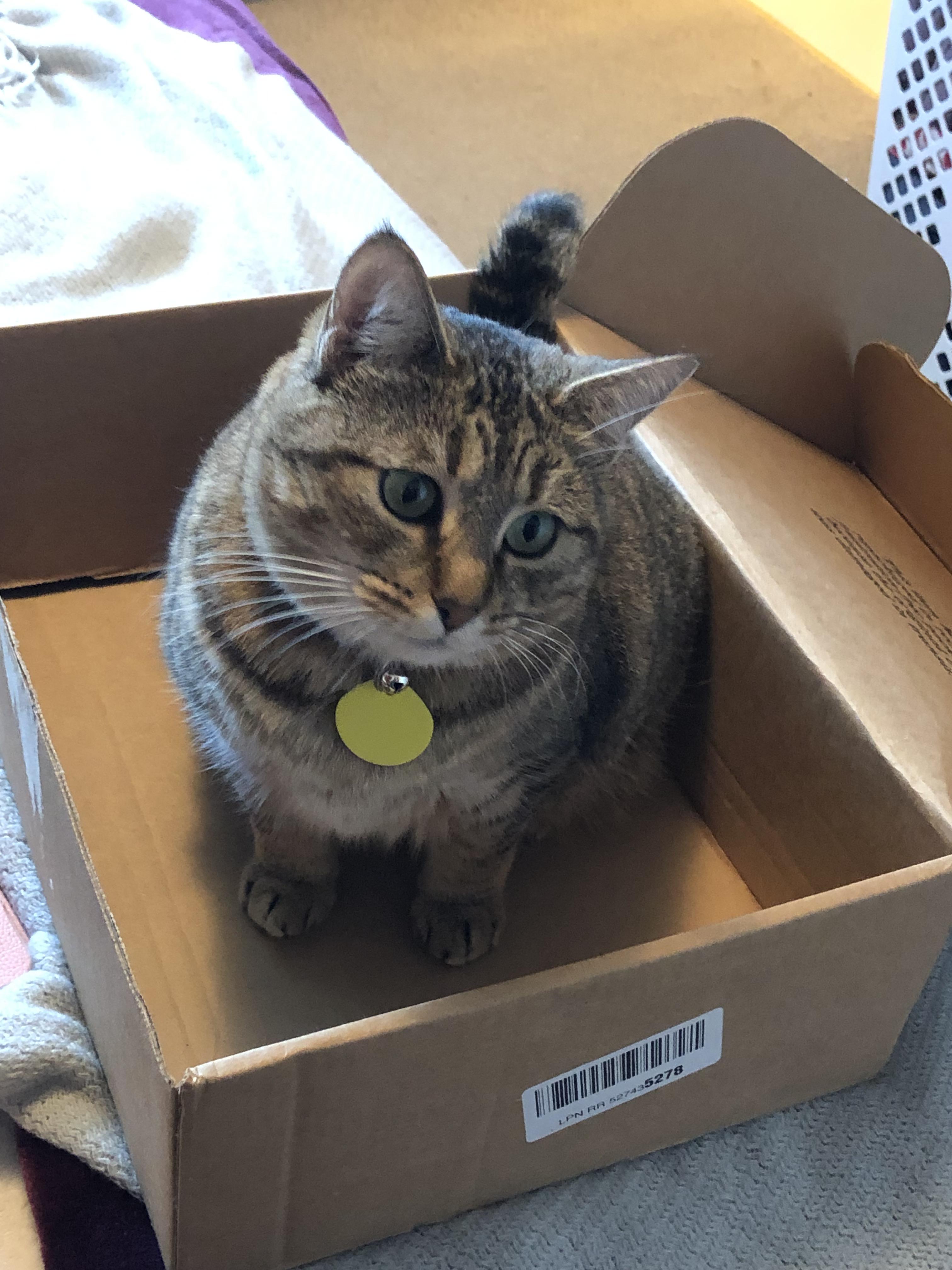 Just a cat enjoying a box | Scrolller
