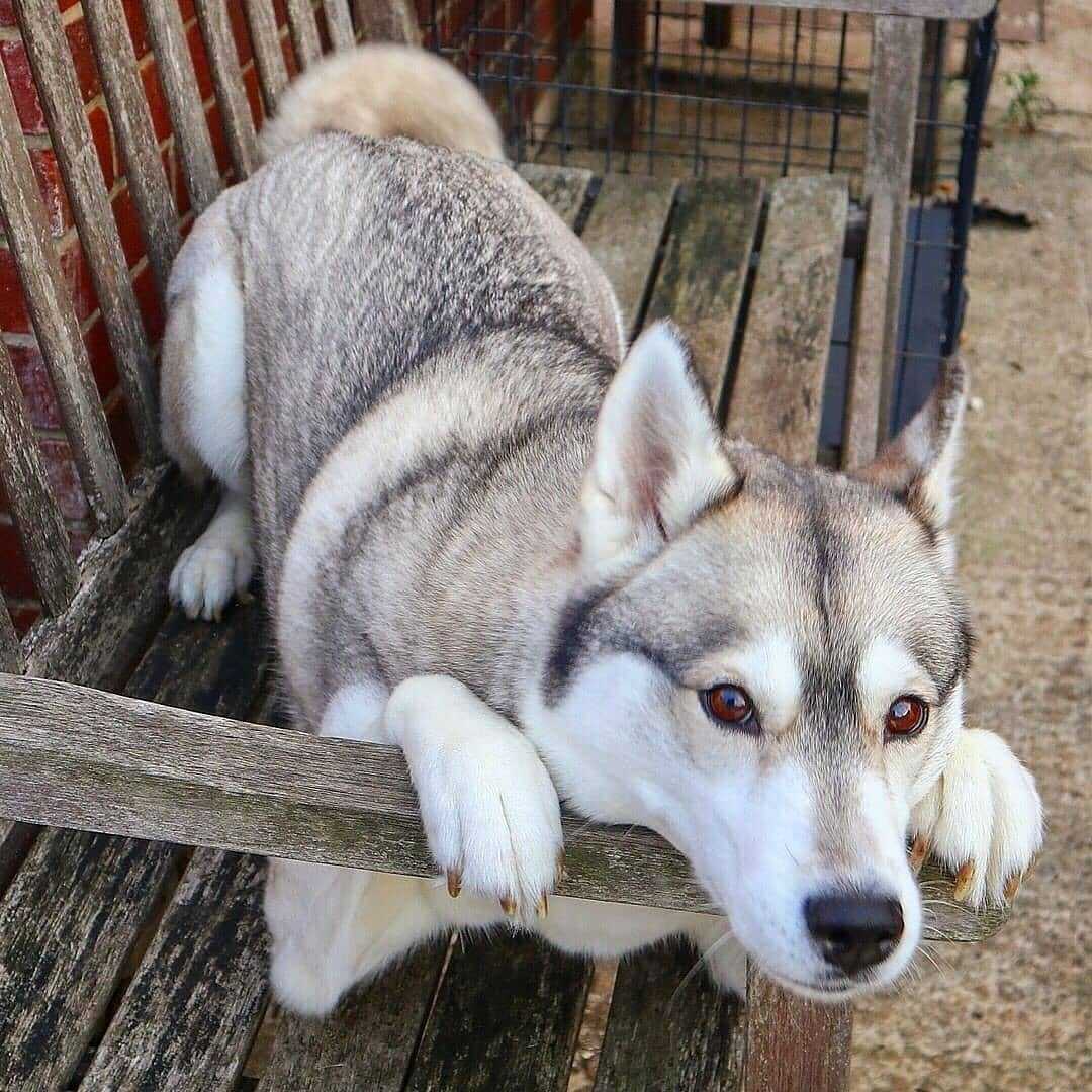 Just A cute Husky | Scrolller