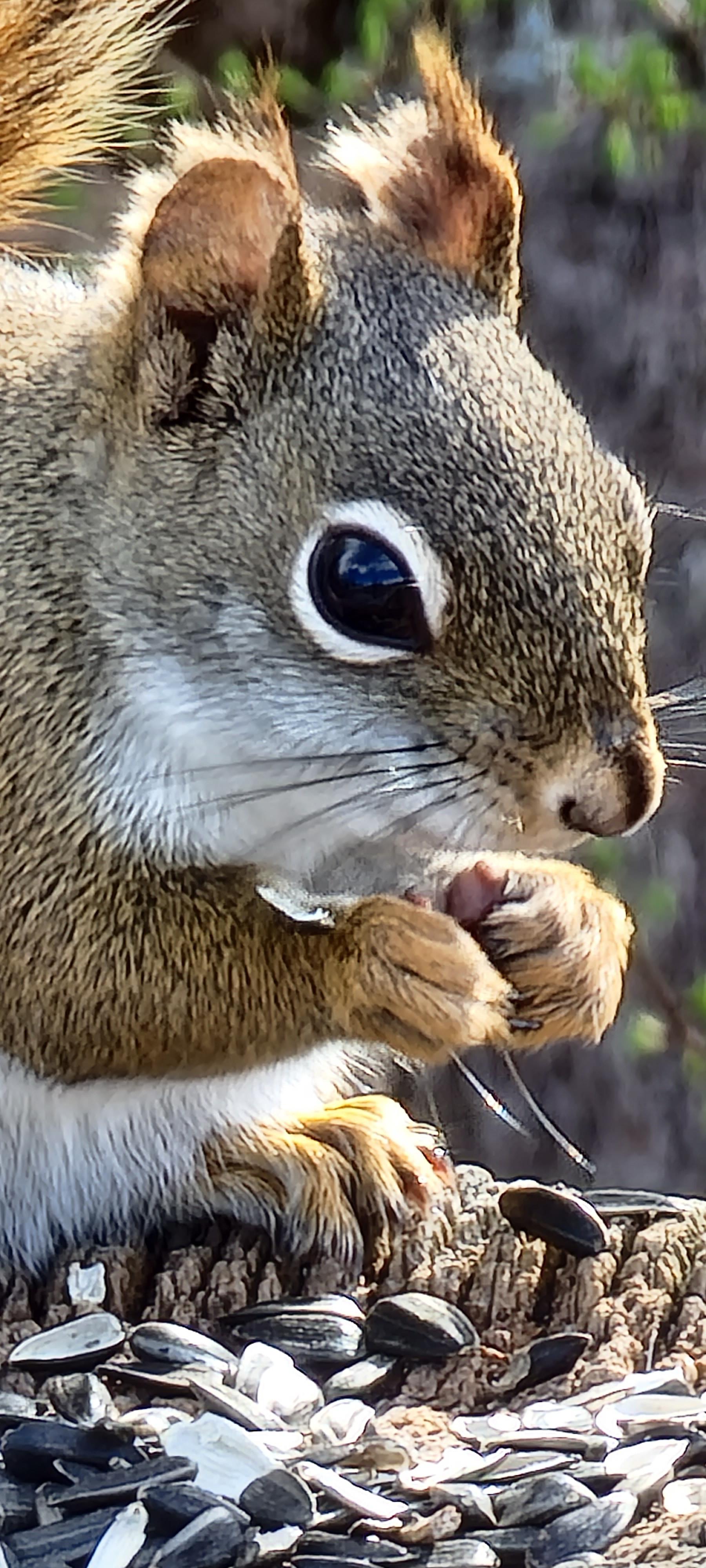 Just a little squirrel | Scrolller