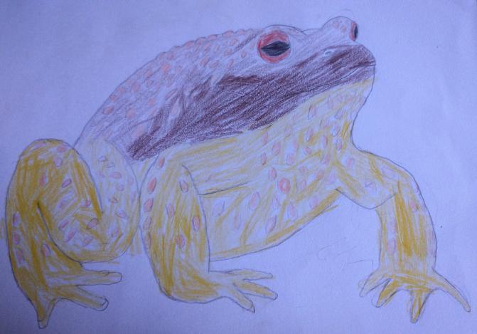 just a little toad boi I made | Scrolller