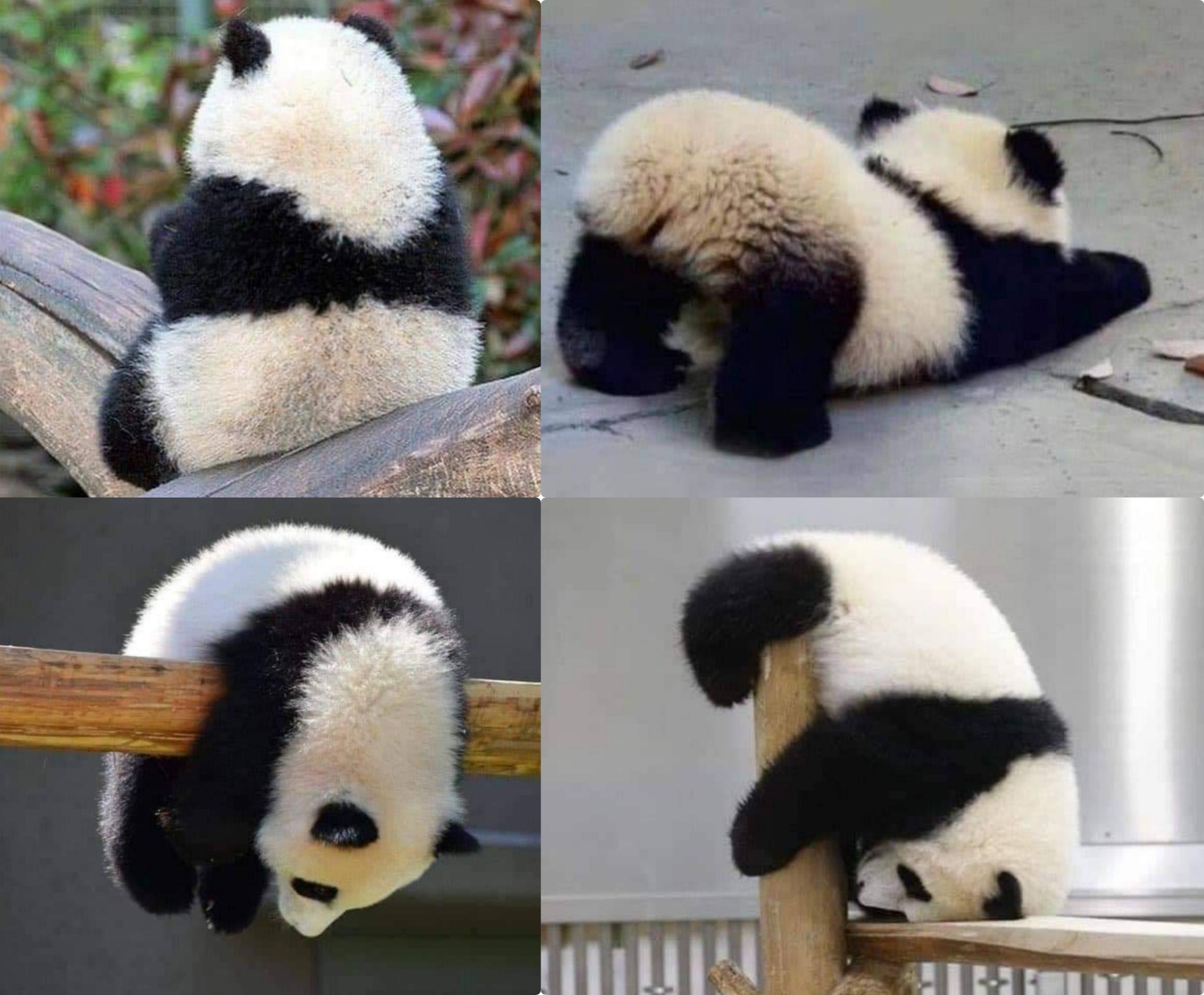 Just a panda | Scrolller