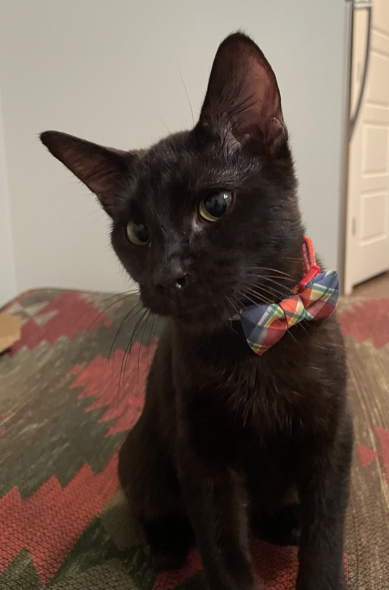 Just adopted this cute guy! Meet Vision | Scrolller