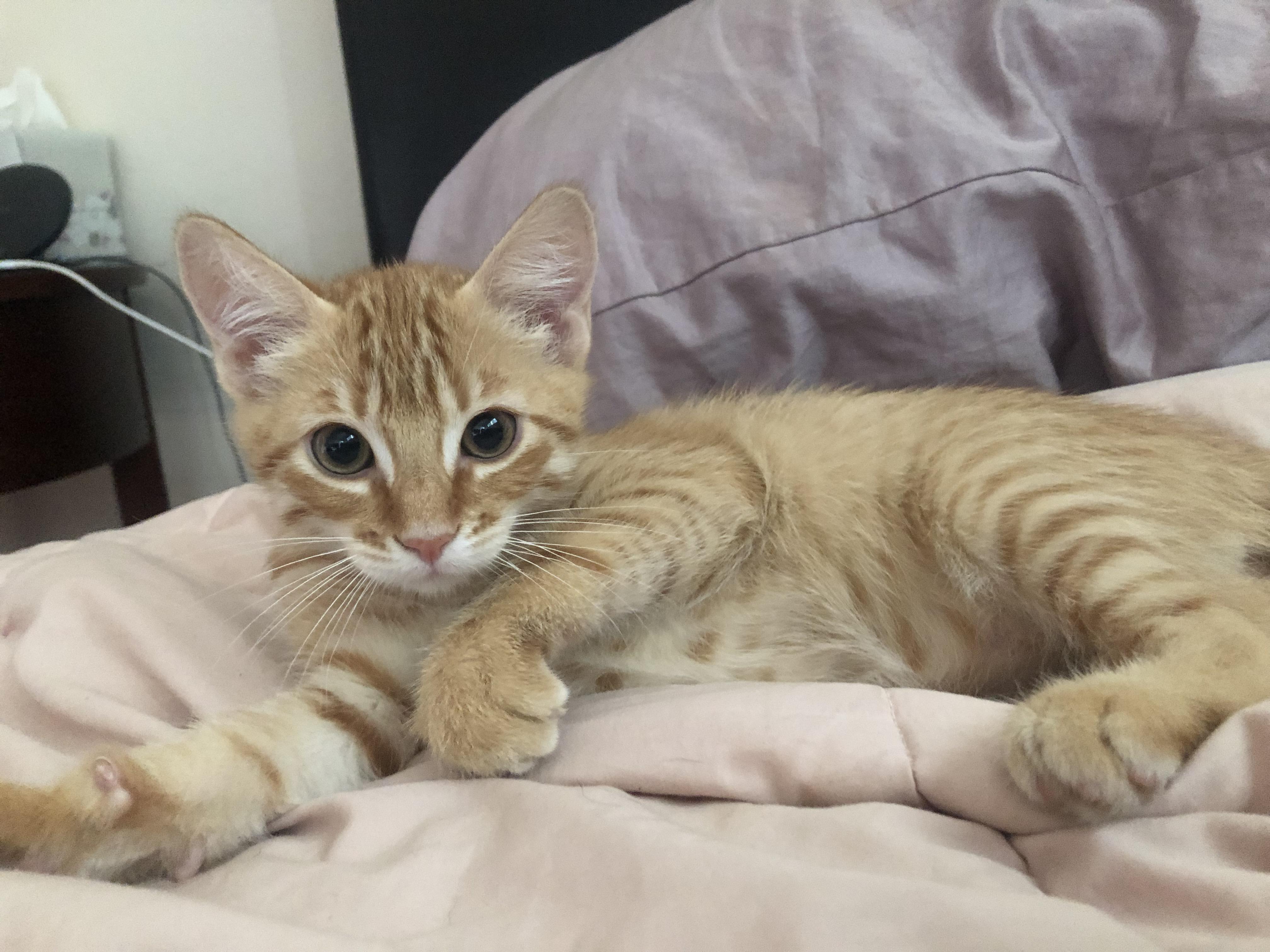 Just adopted this handsome little boy. Everyone meet Otis ️ | Scrolller