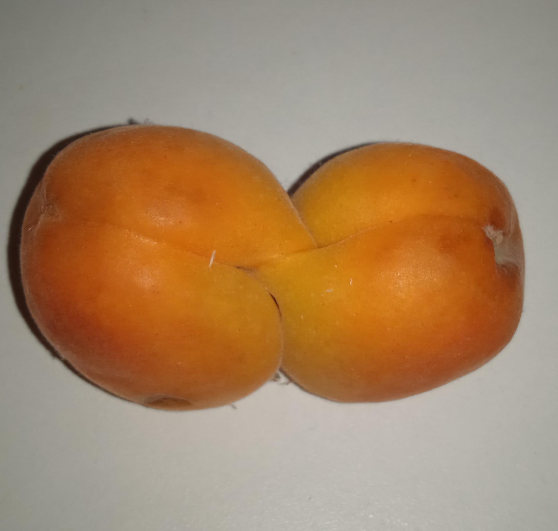 Just bought a conjoined apricot | Scrolller