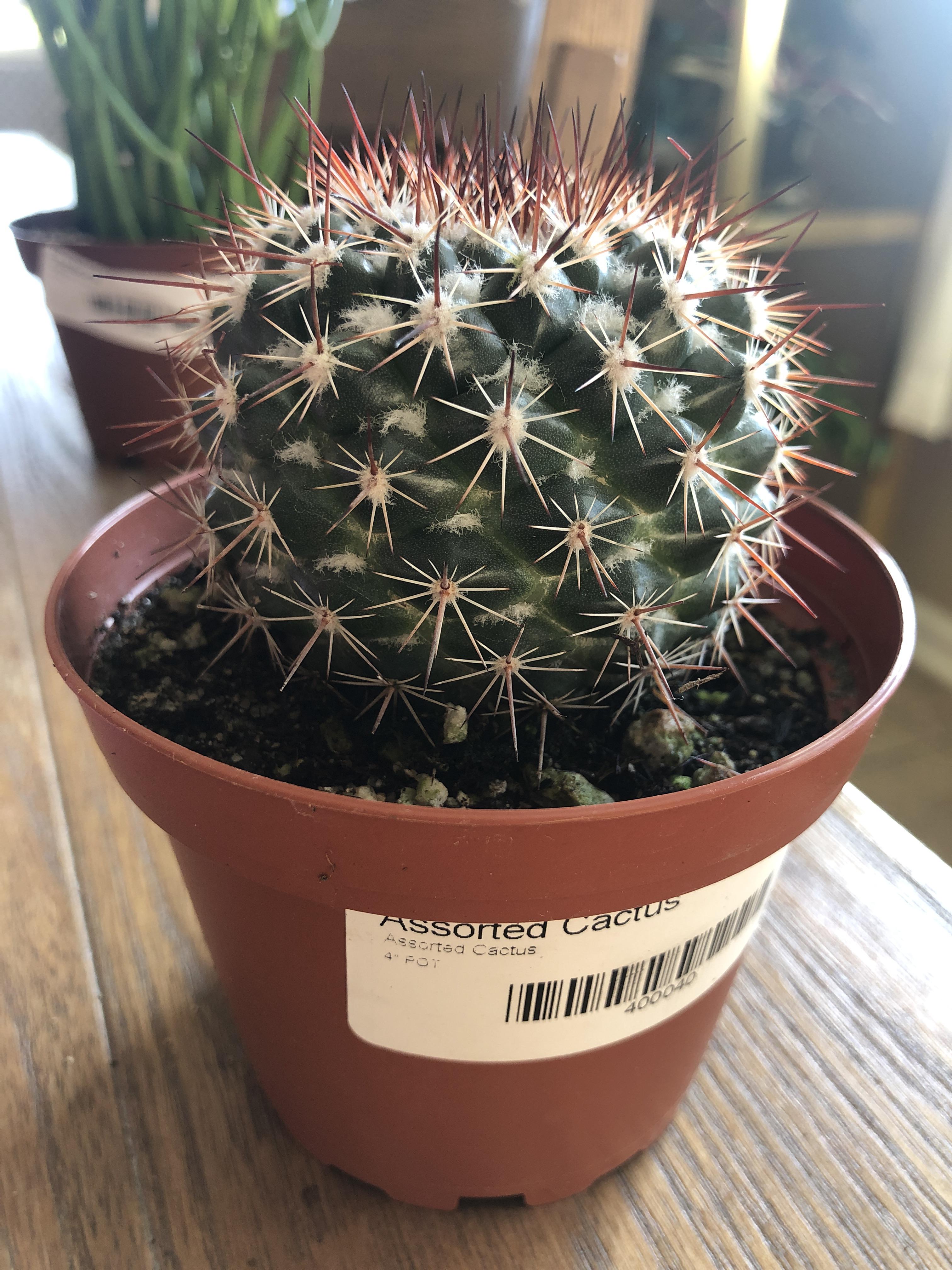 Just brought this guy home and all I know he is an ‘assorted cactus.’ Any help as to ...