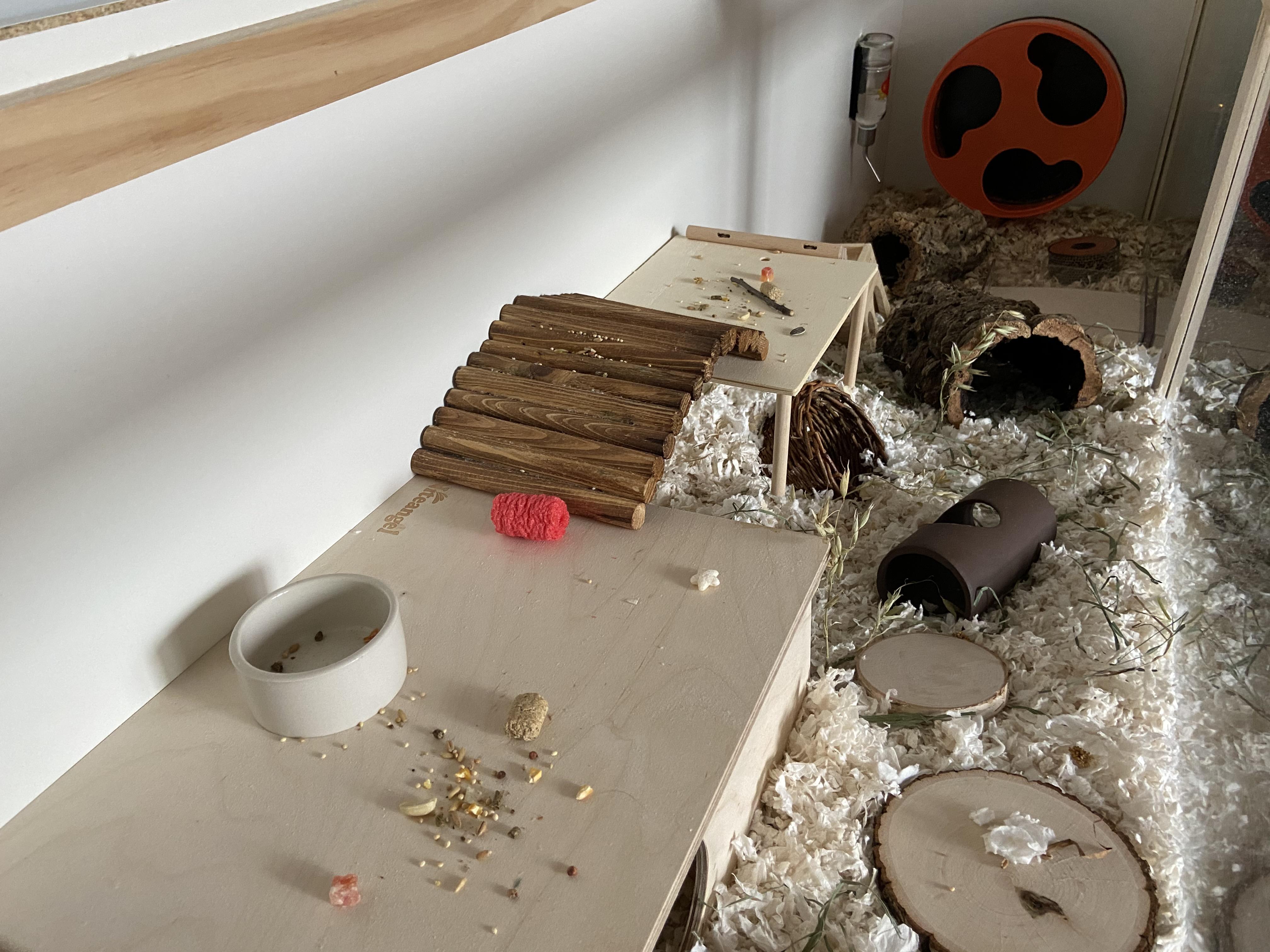 just cleaned and rearranged gingers cage! (She wasn’t very happy) | Scrolller