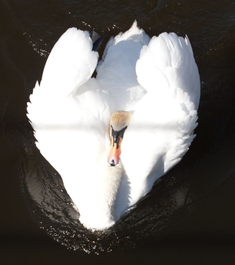 Just gonna lie down for a moment | Scrolller