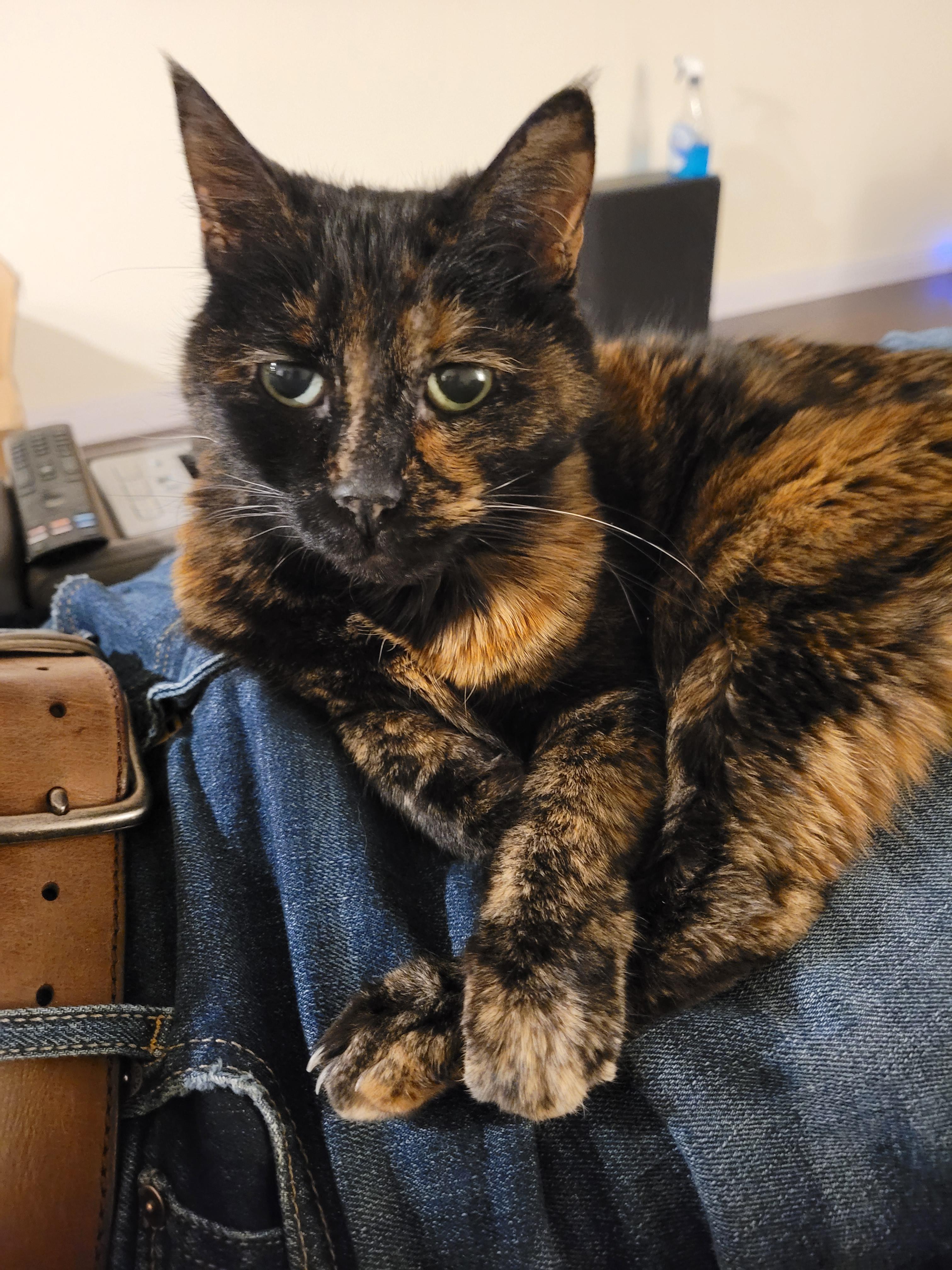 Just hanging out with her paws crossed | Scrolller
