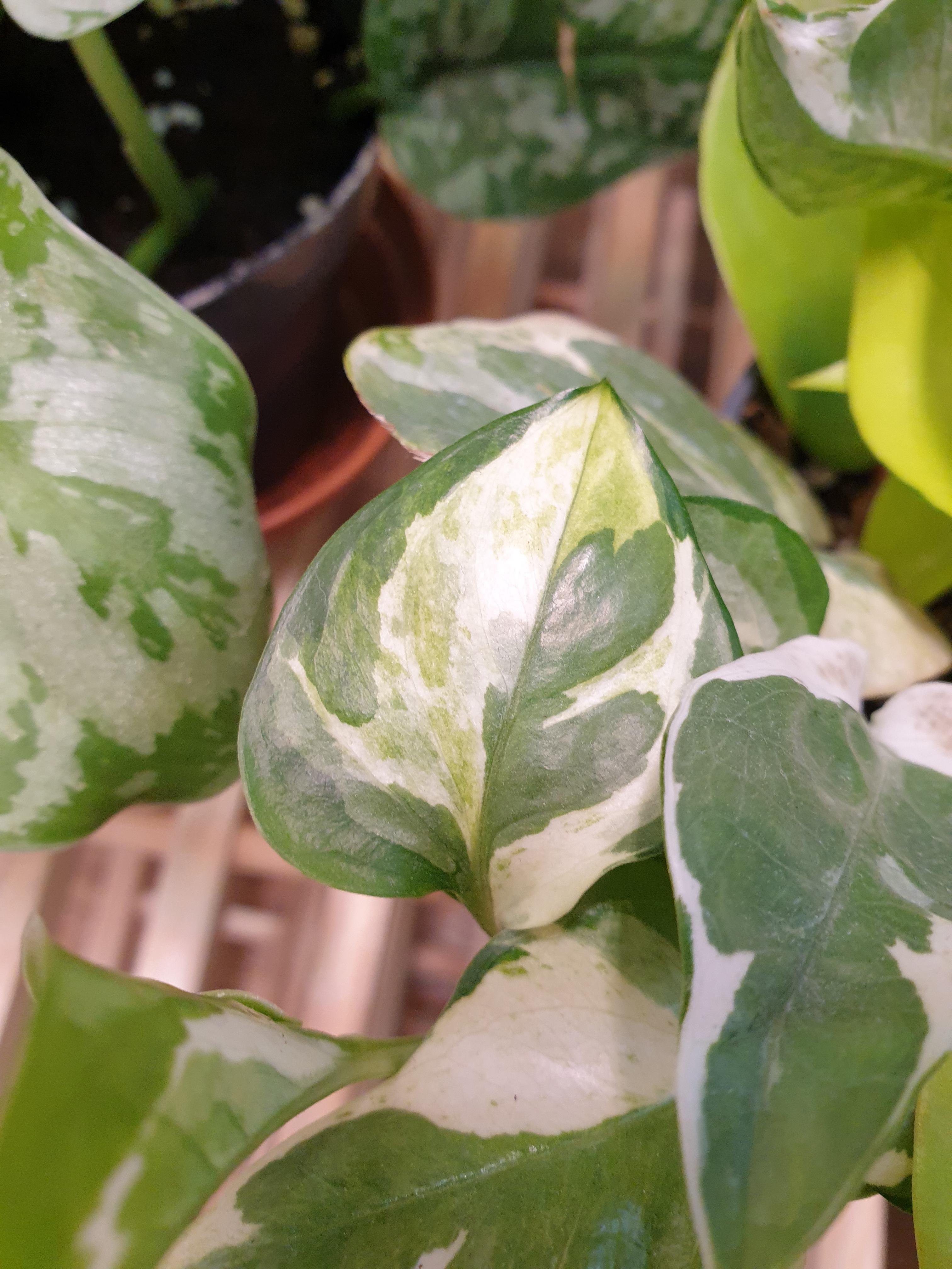 just noticed this new leaf on my pothos n'joy | Scrolller