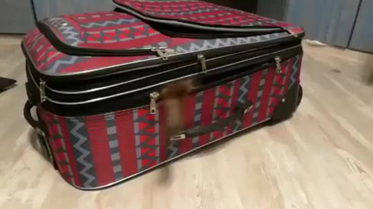 Just packing the essentials | Scrolller