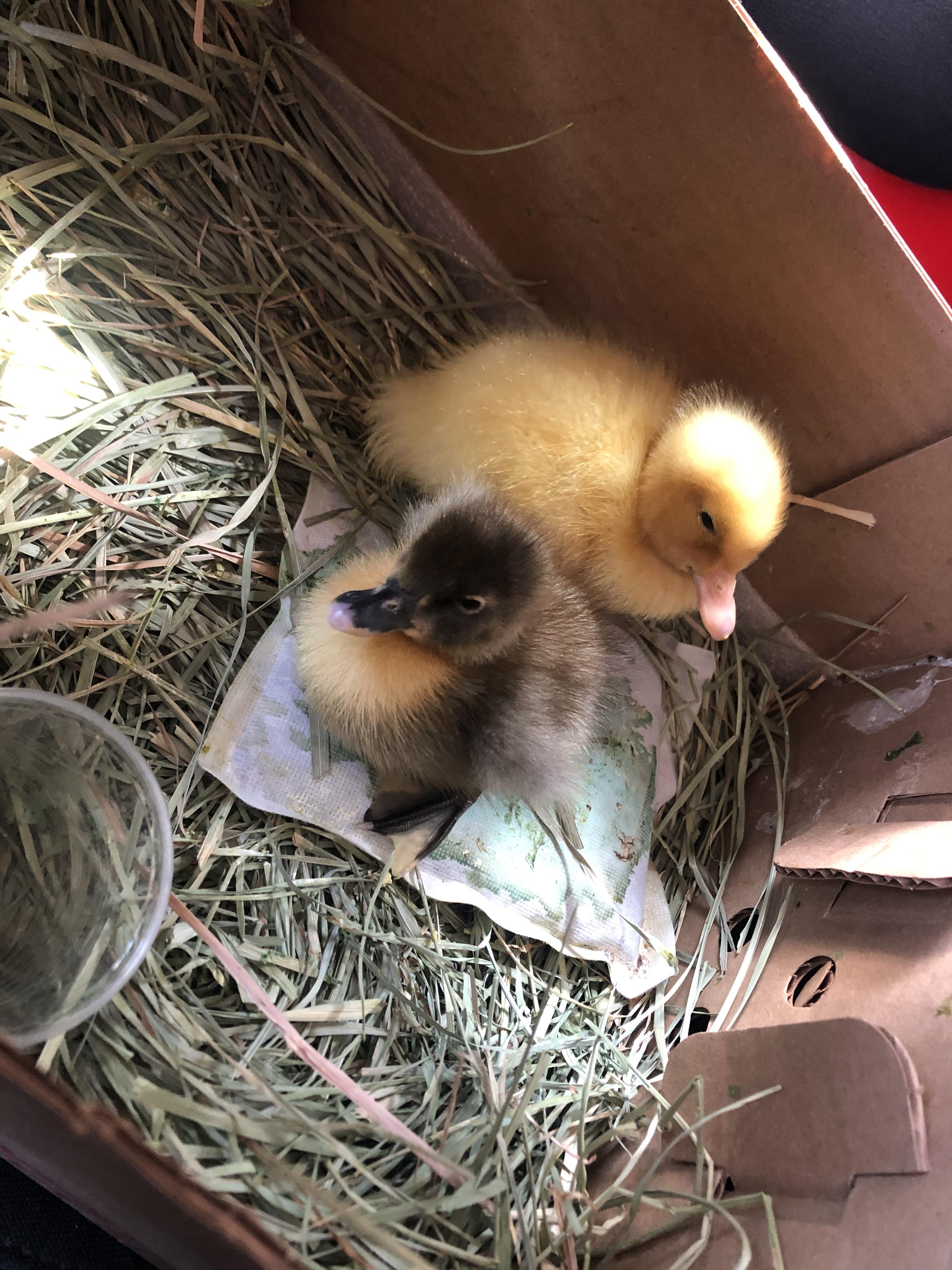 just picked up my two newest additions | Scrolller