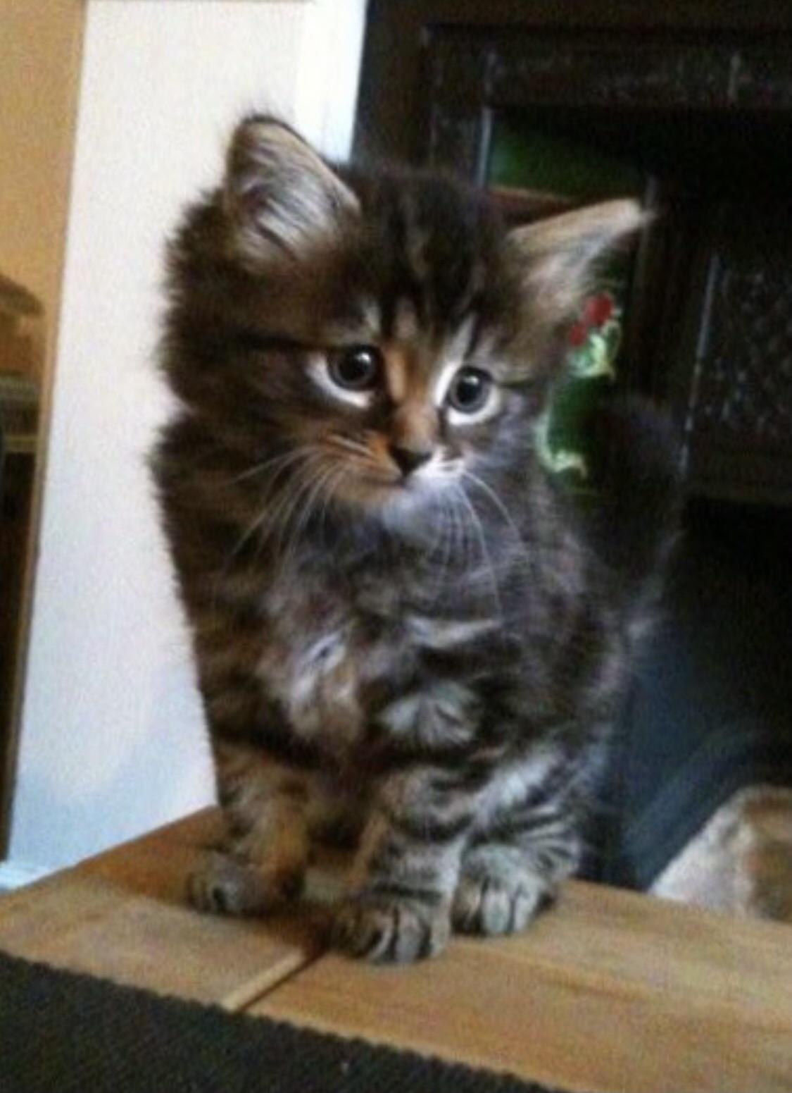 Just rescued this little fluff ball from a bad home - new name ideas please! | Scrolller