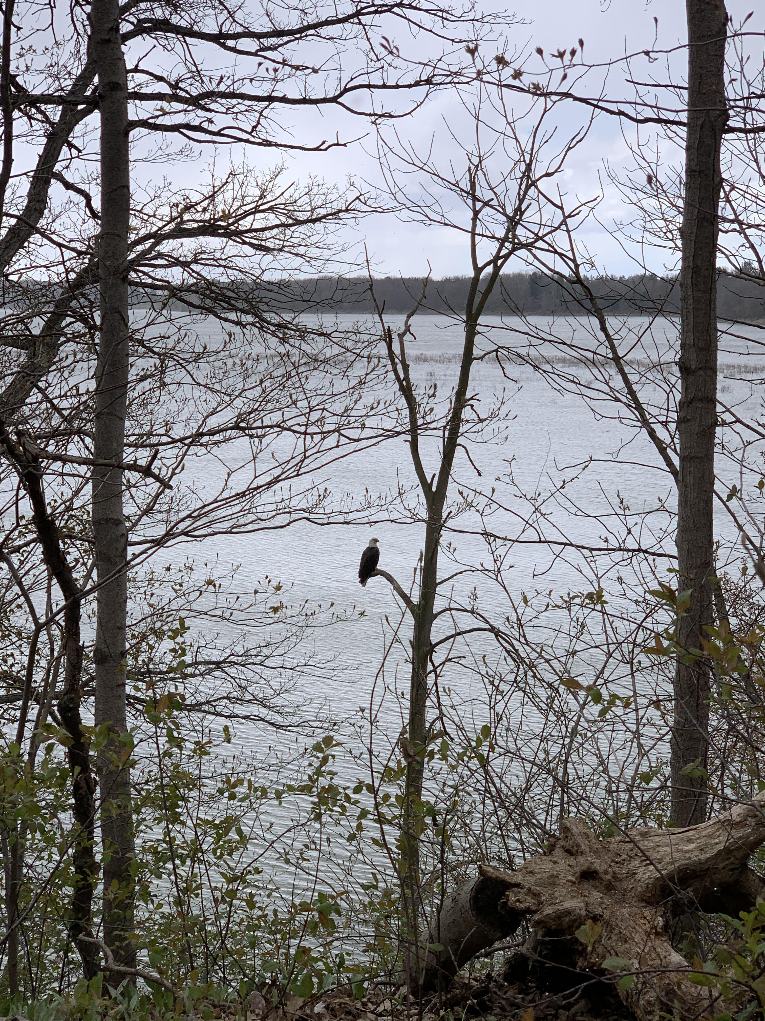 Just saw this massive bald eagle on the Fanshawe Trail | Scrolller