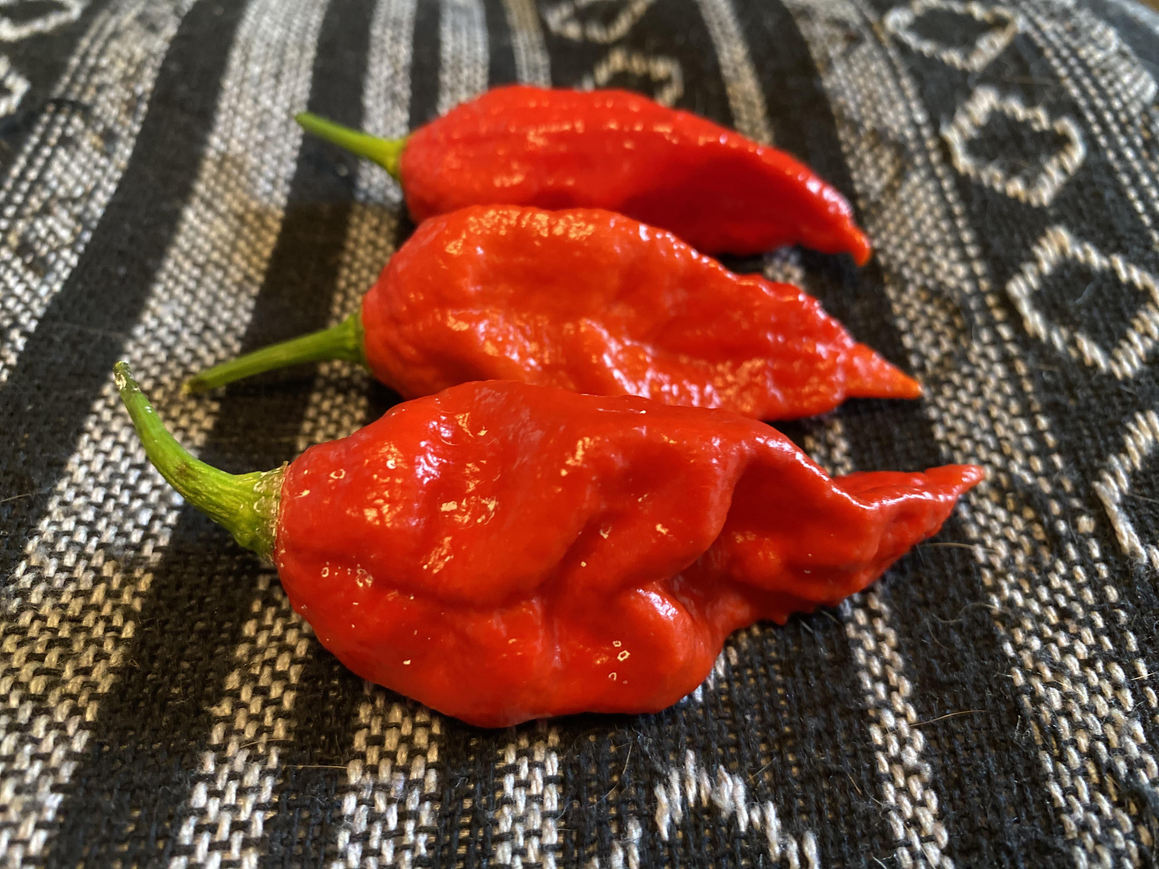 Just wanted to share some ghost peppers I grew | Scrolller