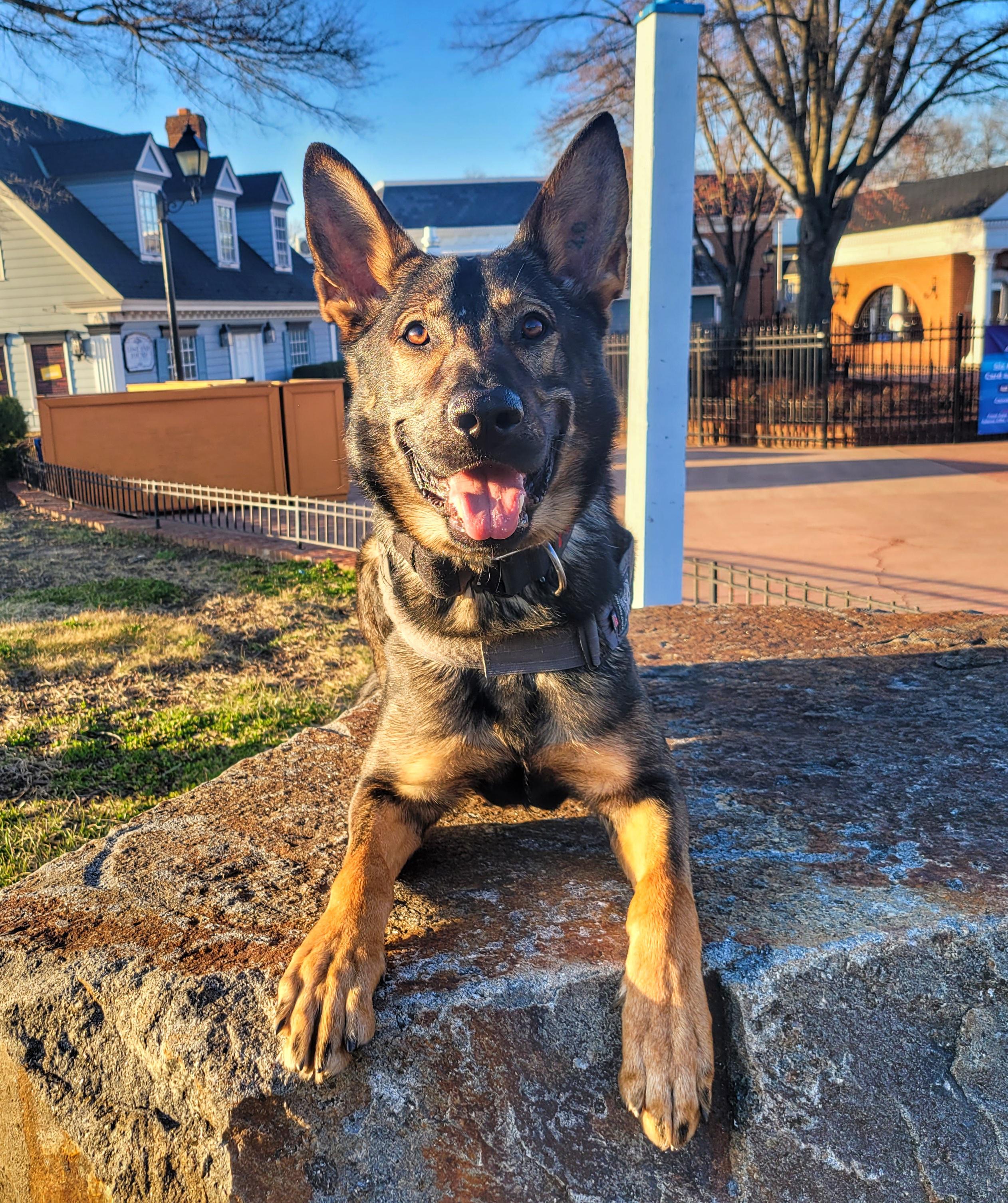 K9 Baron after an 8 hour shift, I'm bear but he's still happy as a clam! | Scrolller