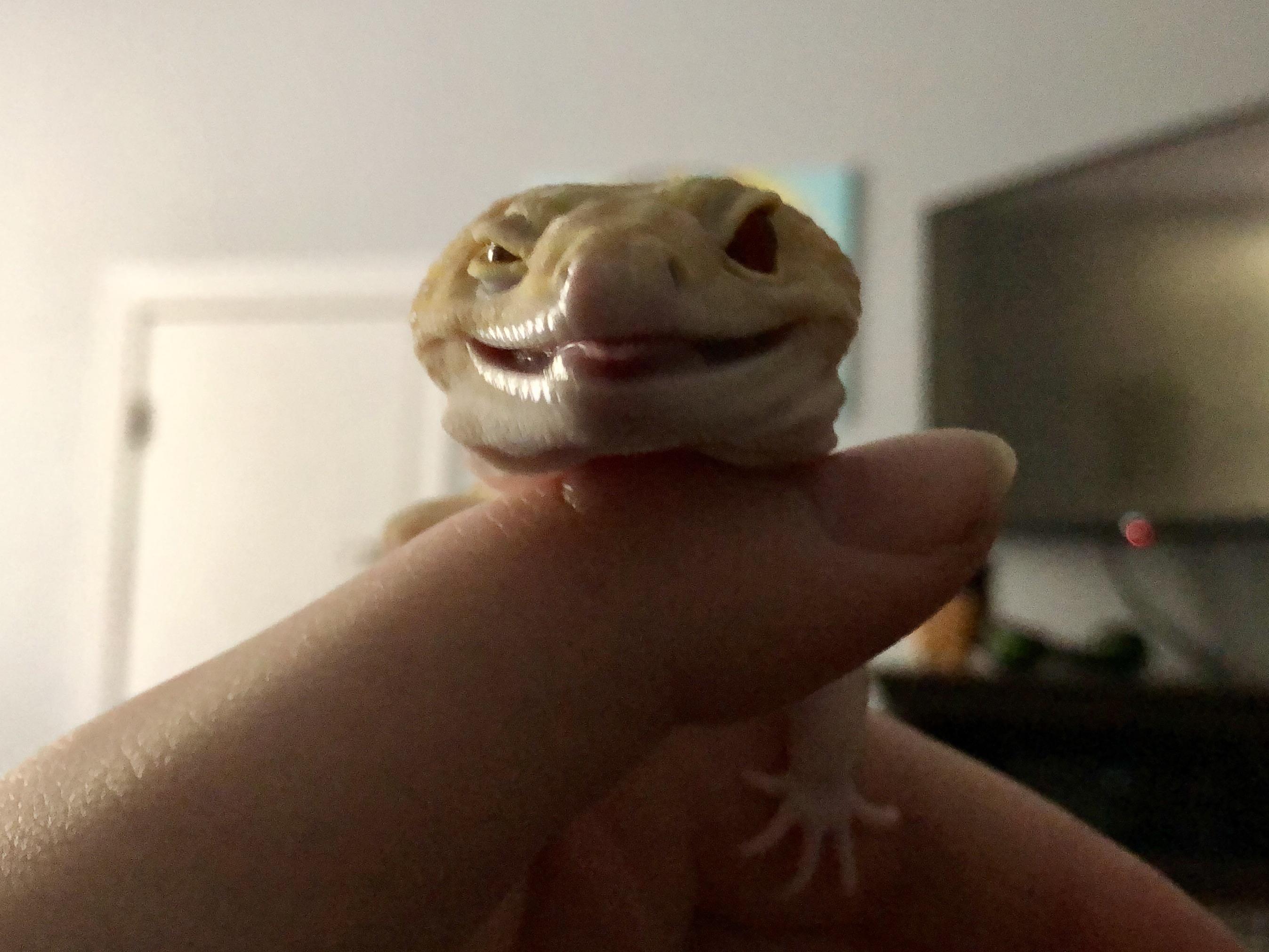 Kaiju blup | Scrolller