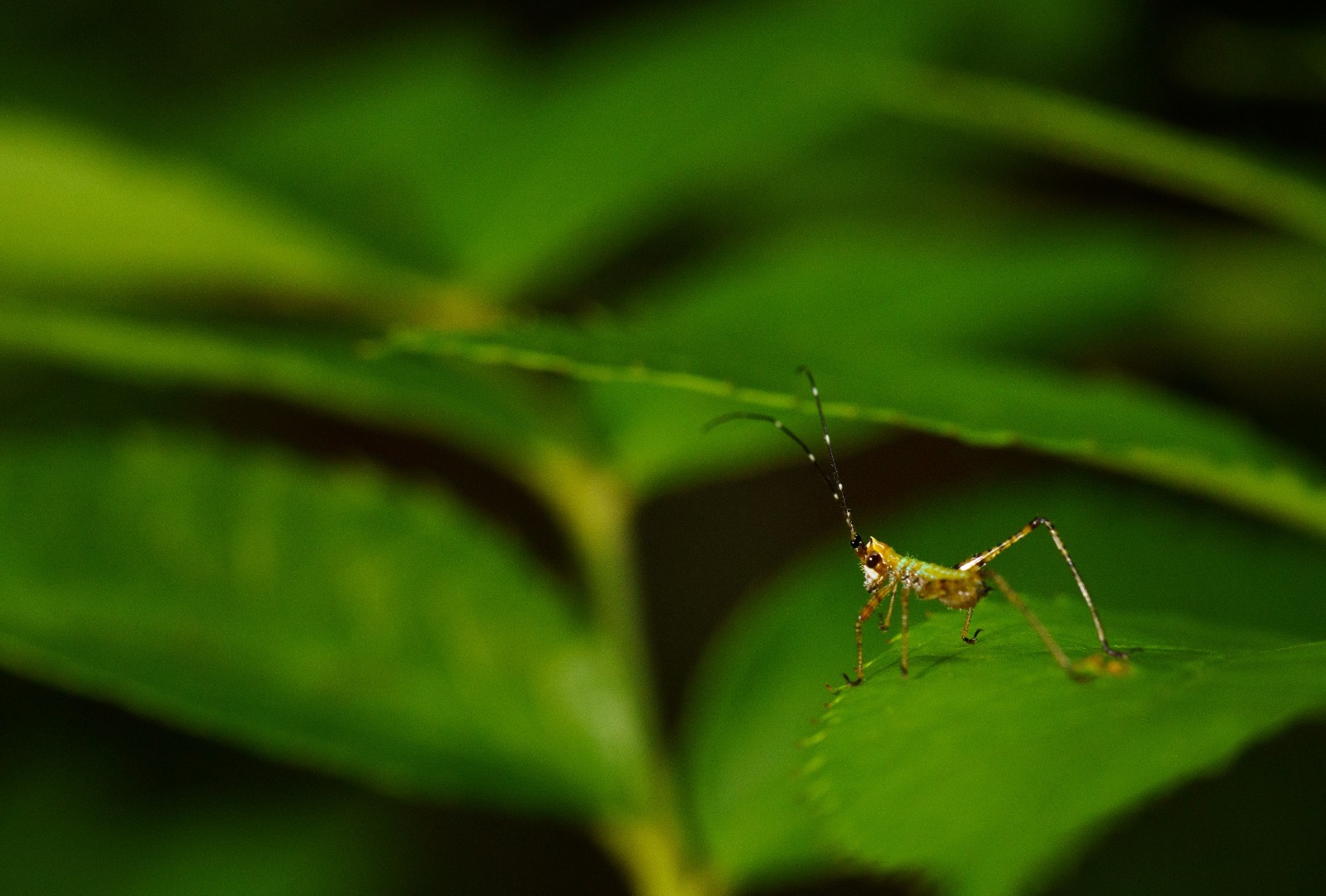 Katydid Nymph | Scrolller