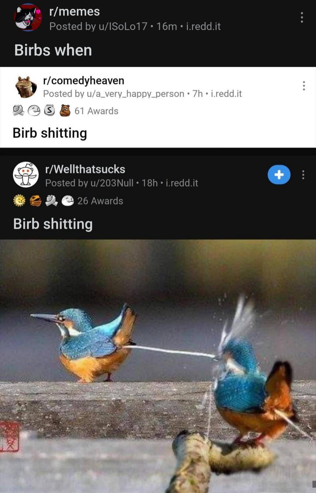 Keeping the birb going | Scrolller