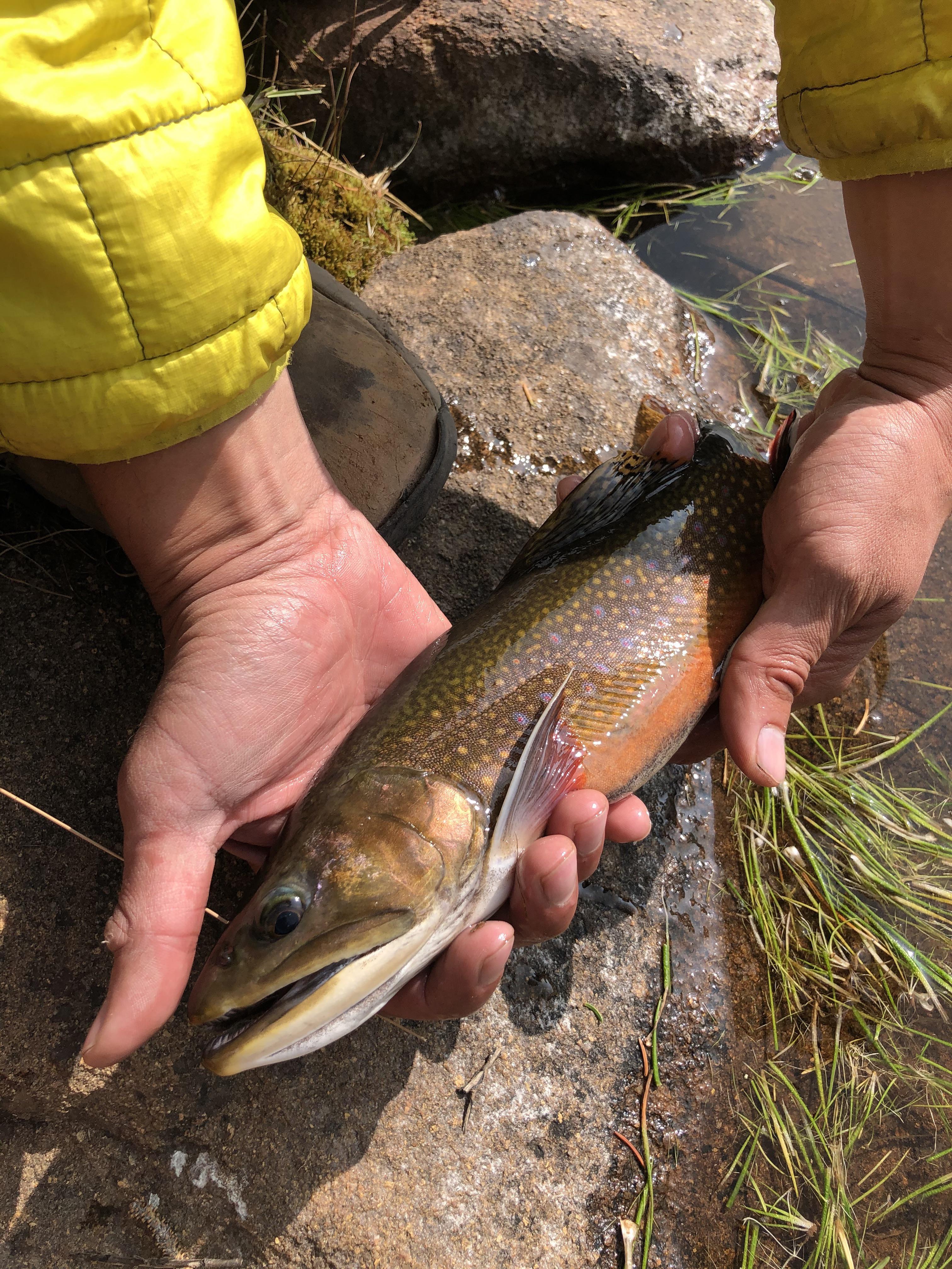 King’s peak Utah | Scrolller