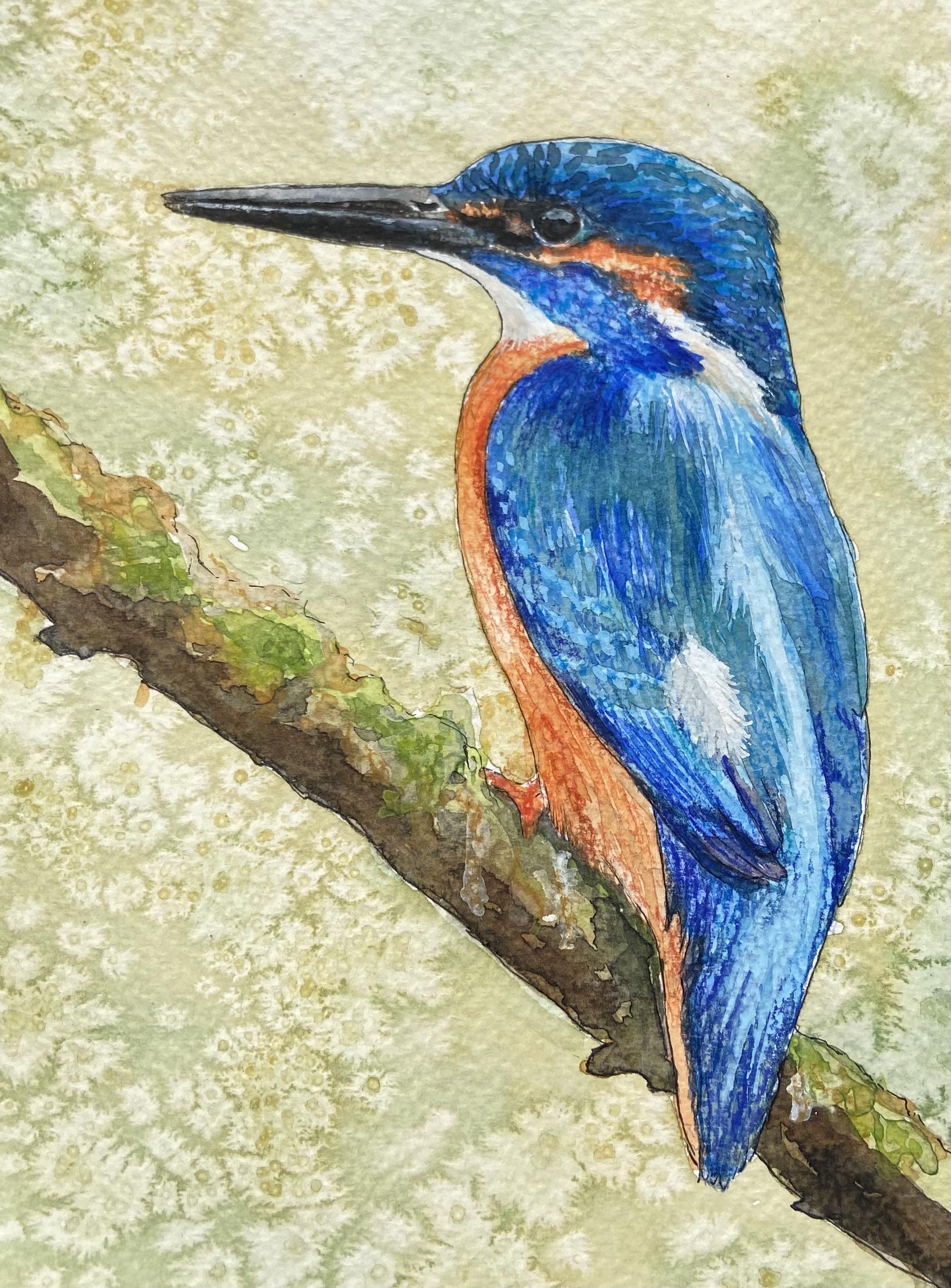 Kingfisher | Scrolller