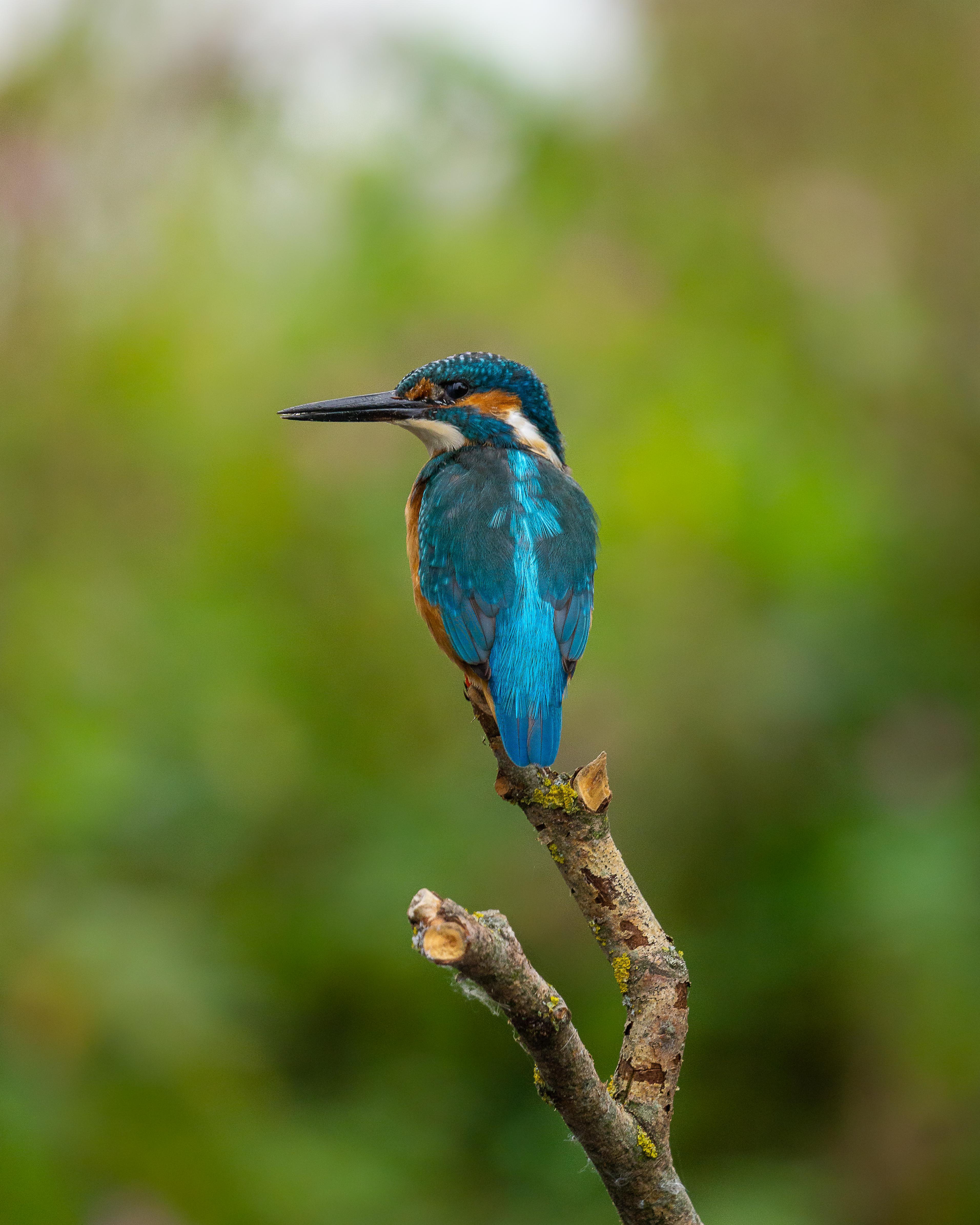 Kingfisher | Scrolller