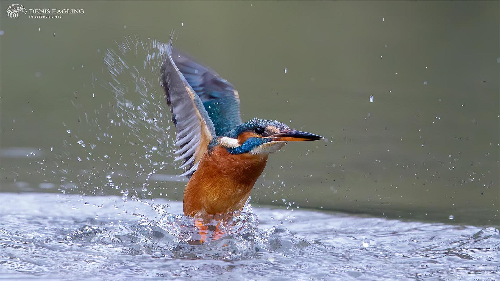 Kingfisher - fem [1920x1080] | Scrolller