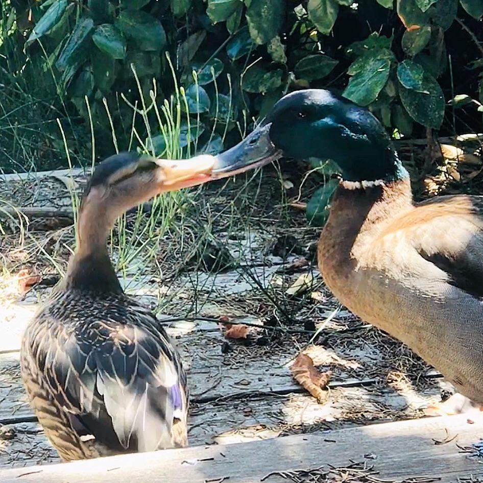 kissing ducks! | Scrolller