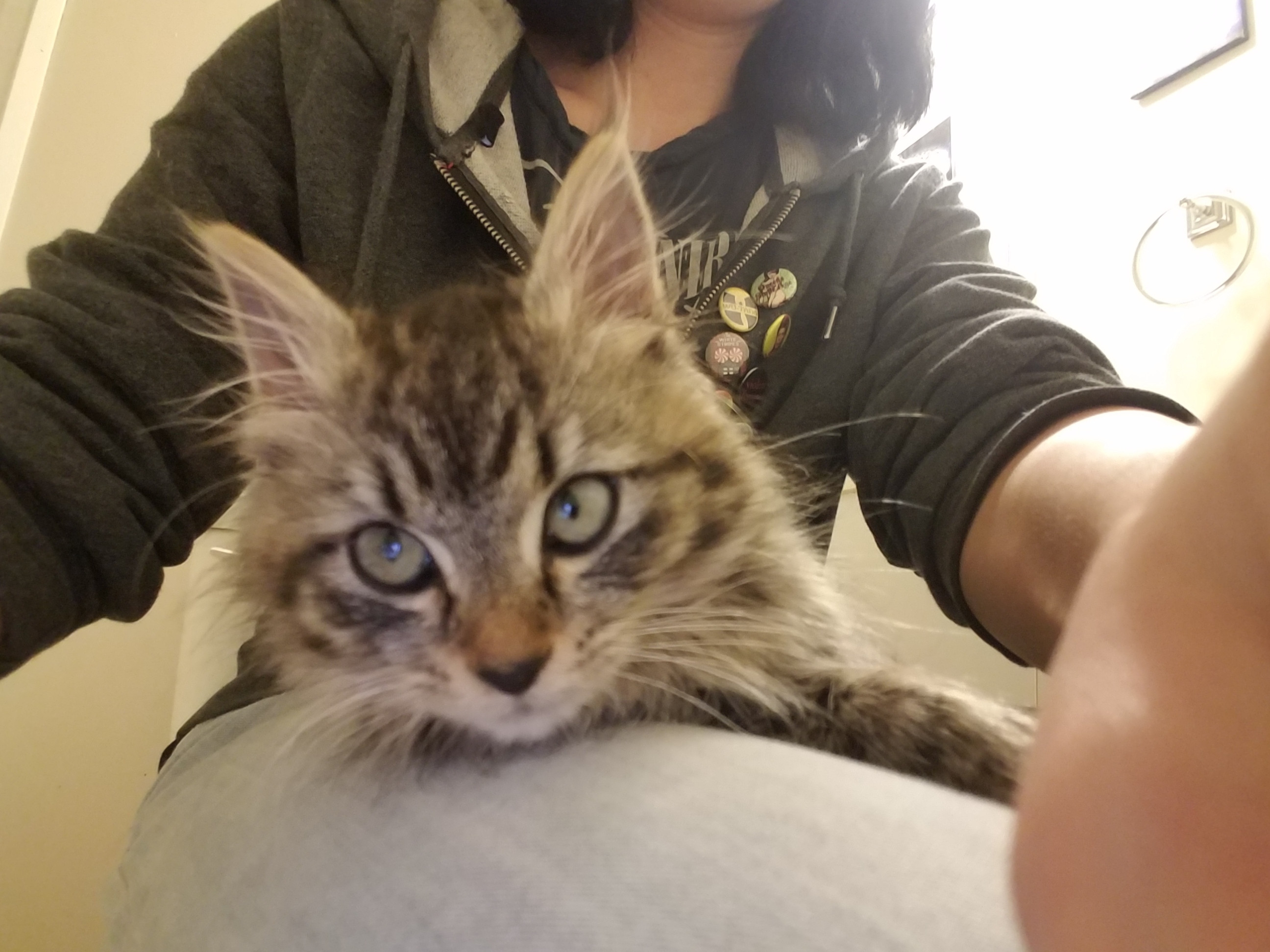 Kitten for adoption | Scrolller