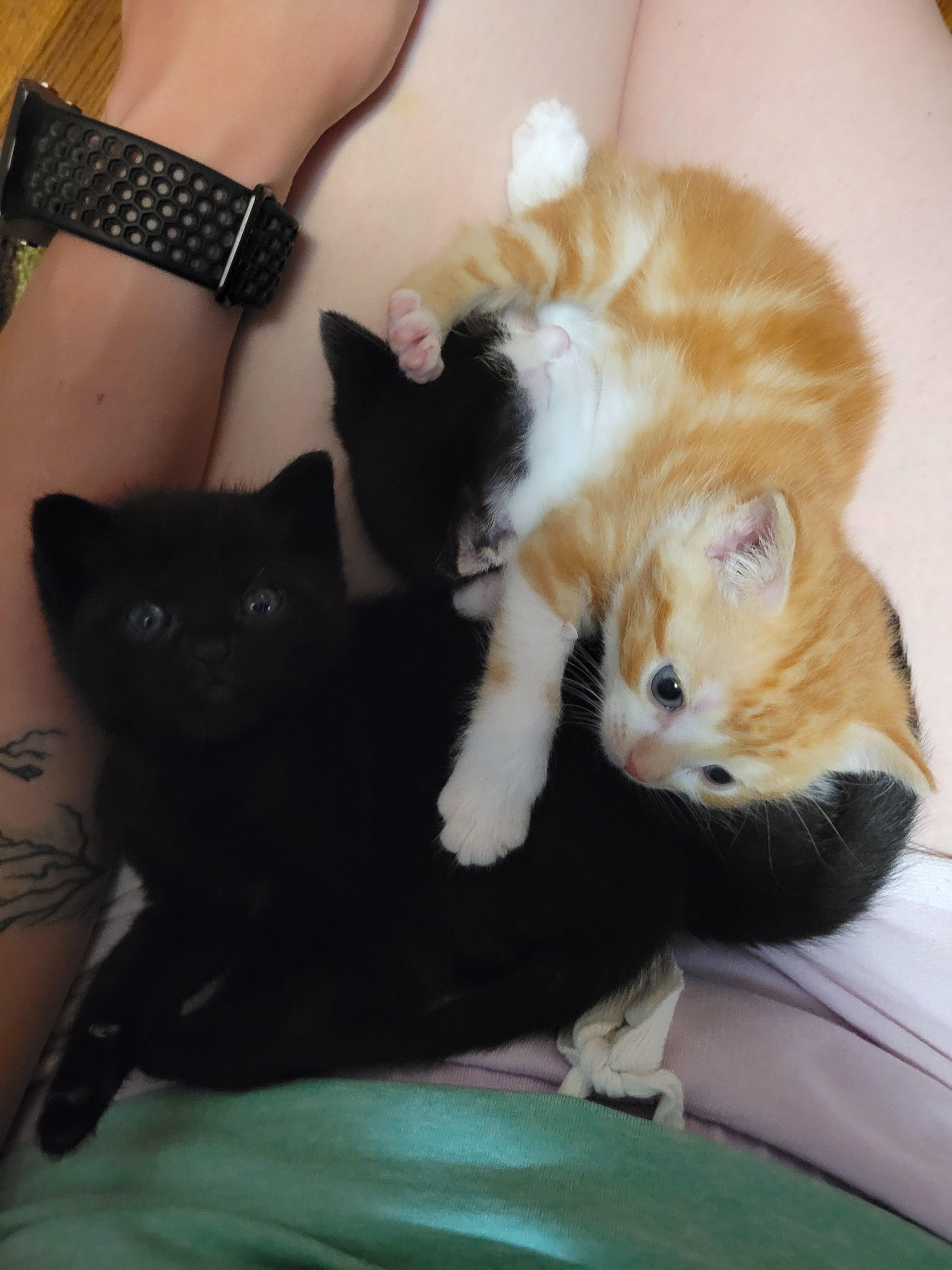Kitten pile! | Scrolller