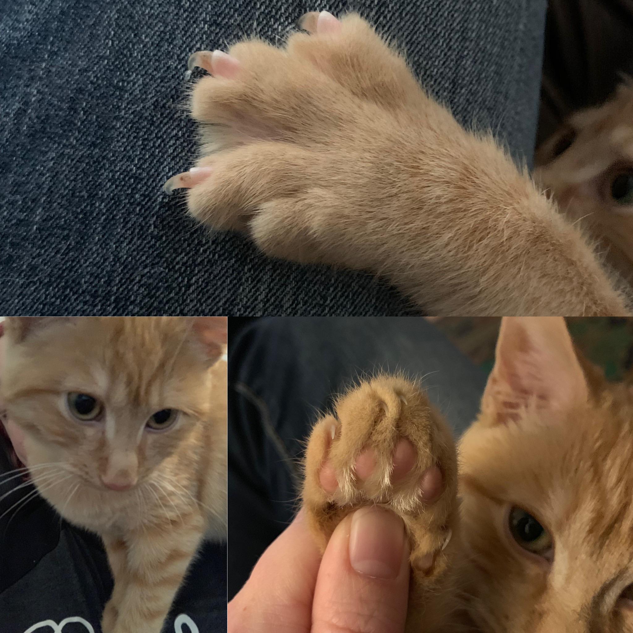 Kitten toe beans and murder mittens | Scrolller