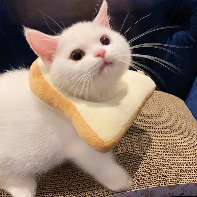 Kitty Scrolller