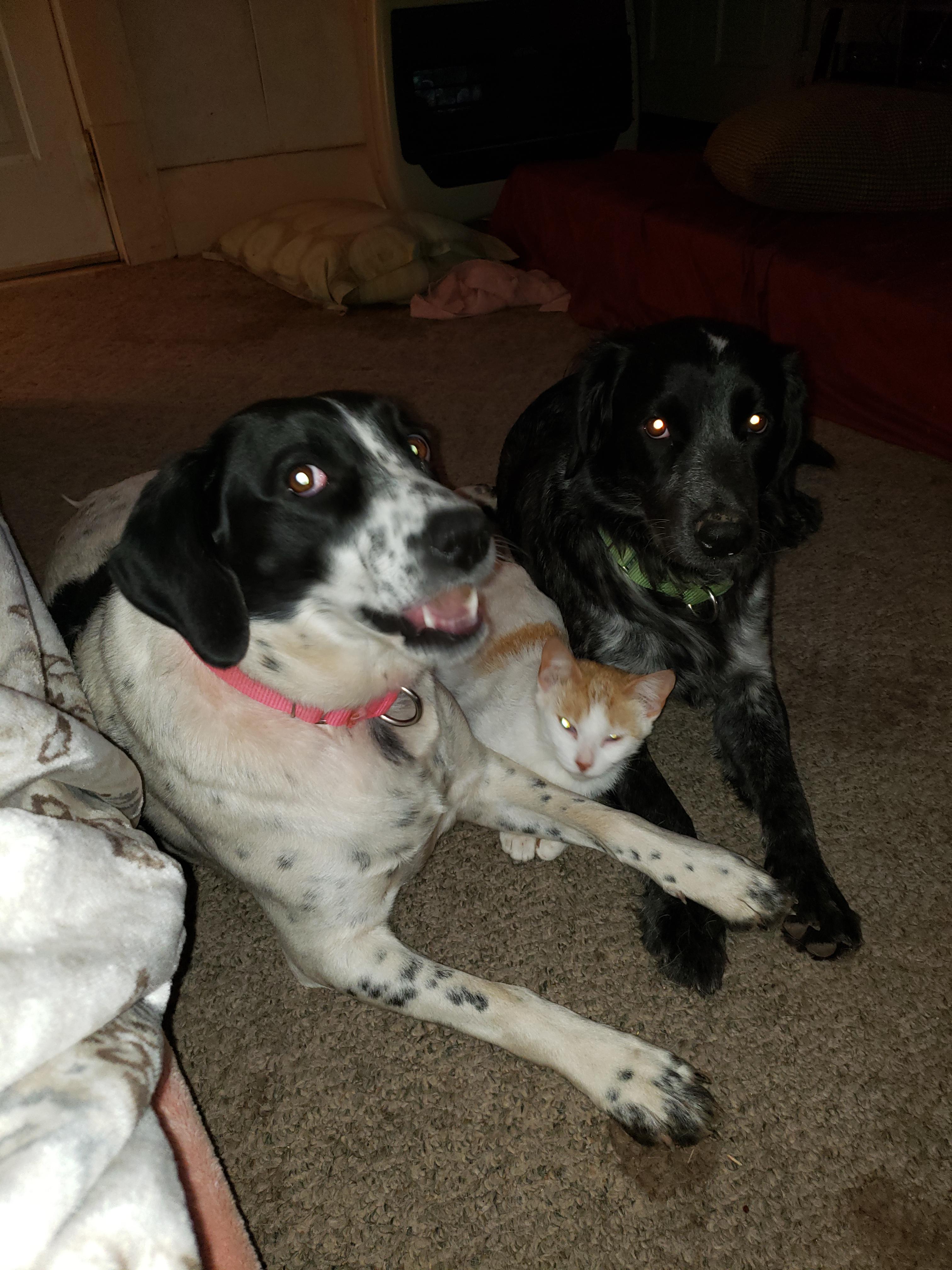 Kitty joined the bad dogs club! | Scrolller