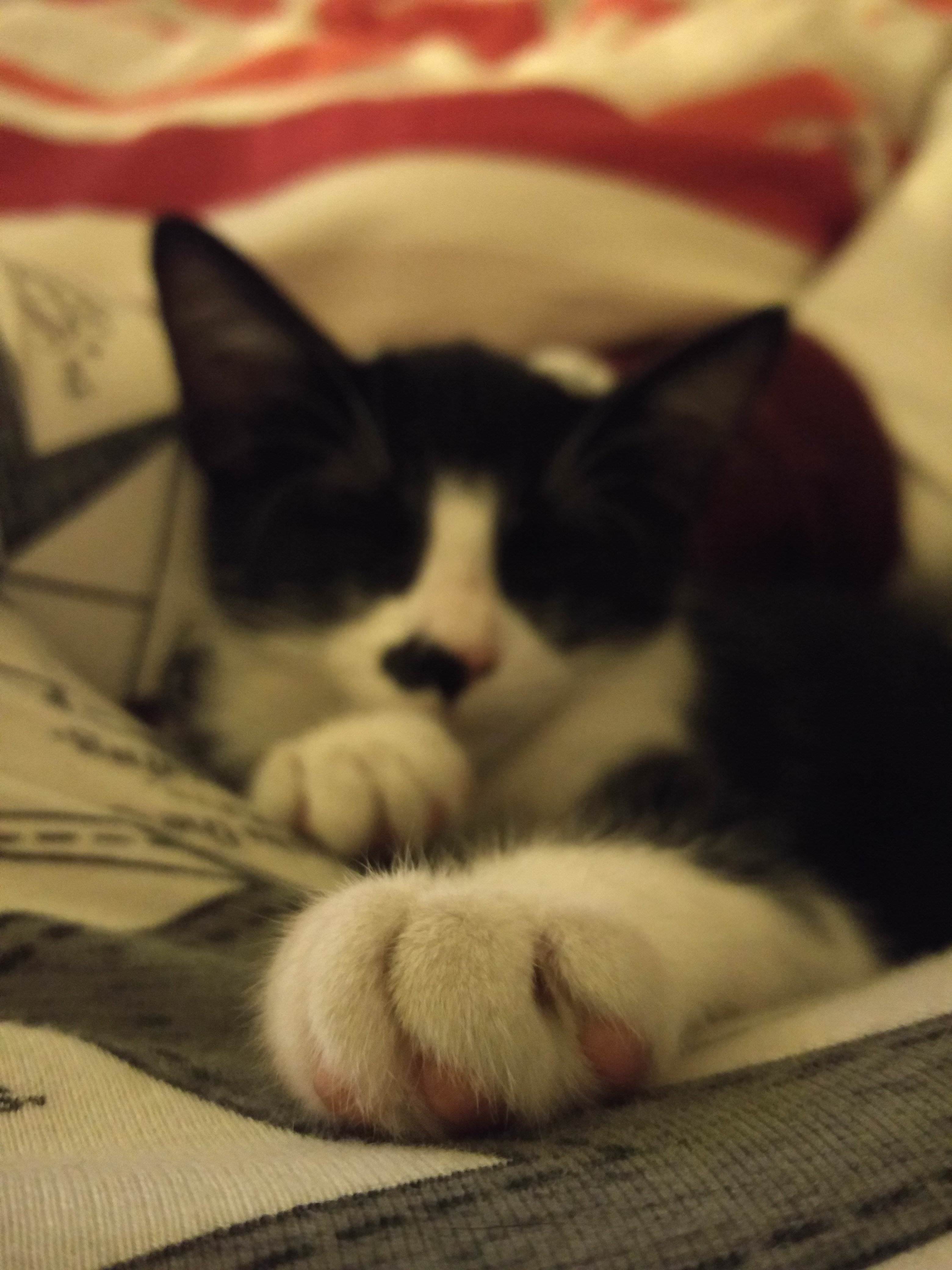 Kiwi's paw | Scrolller