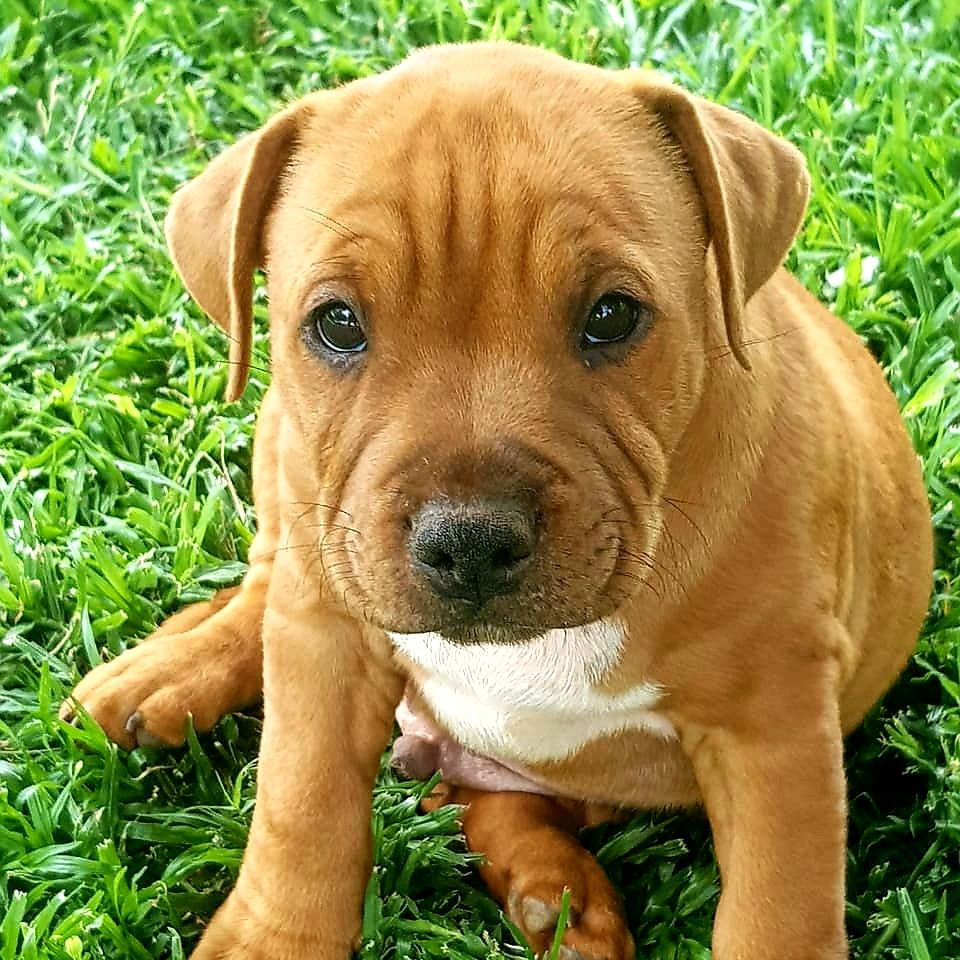 Kobe just chilling as a pup | Scrolller