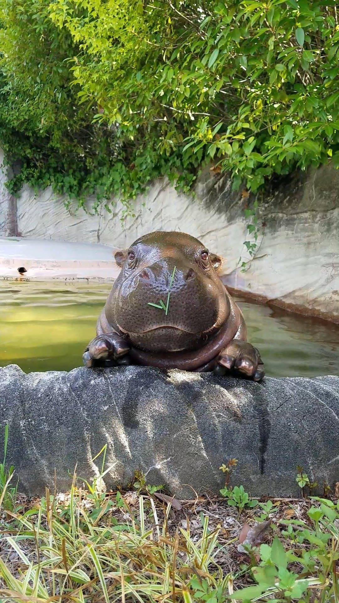 Koume-chan the Pygmy Hippo | Scrolller