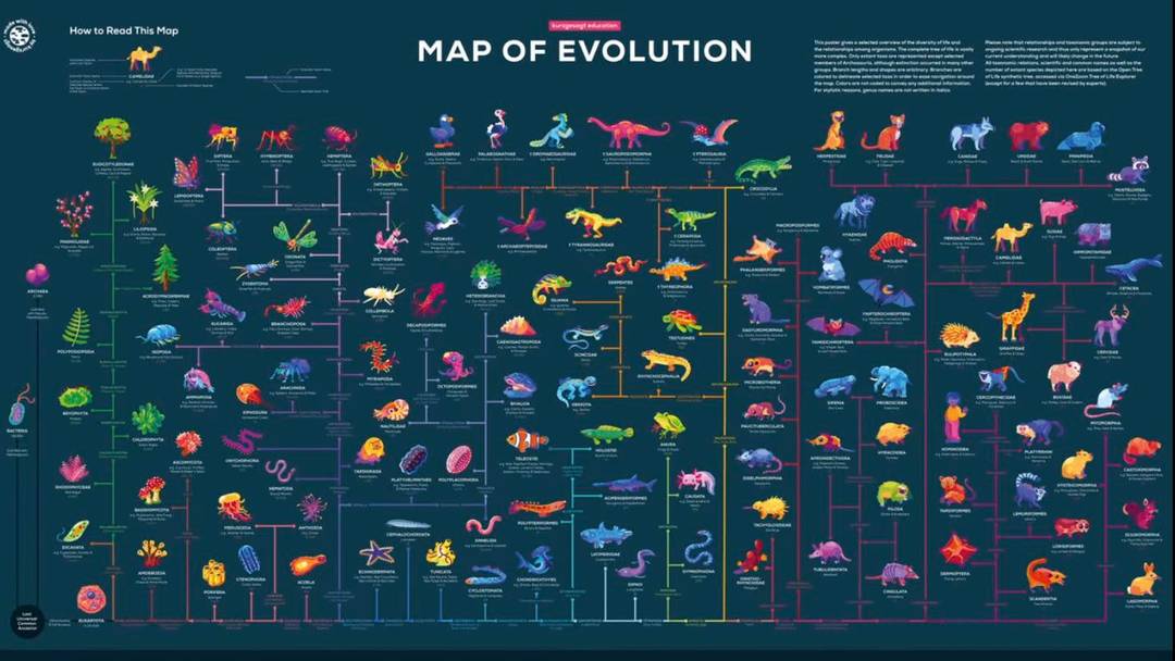 Kurtzgesagt’s map of evolution | Scrolller