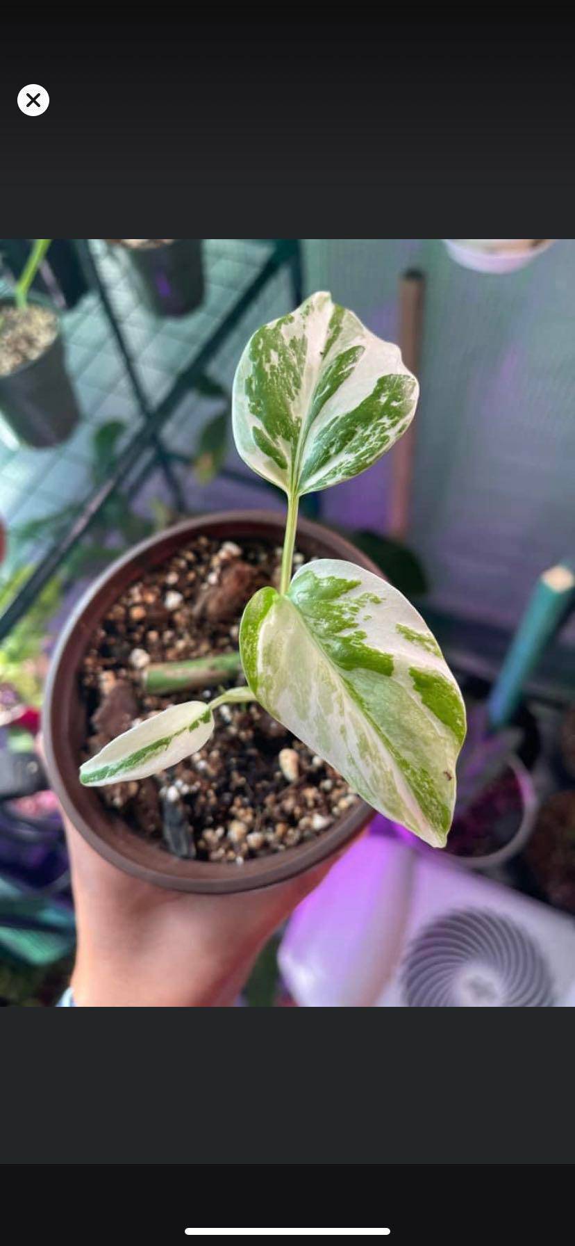 Labeled as Monstera Albo? Help? | Scrolller