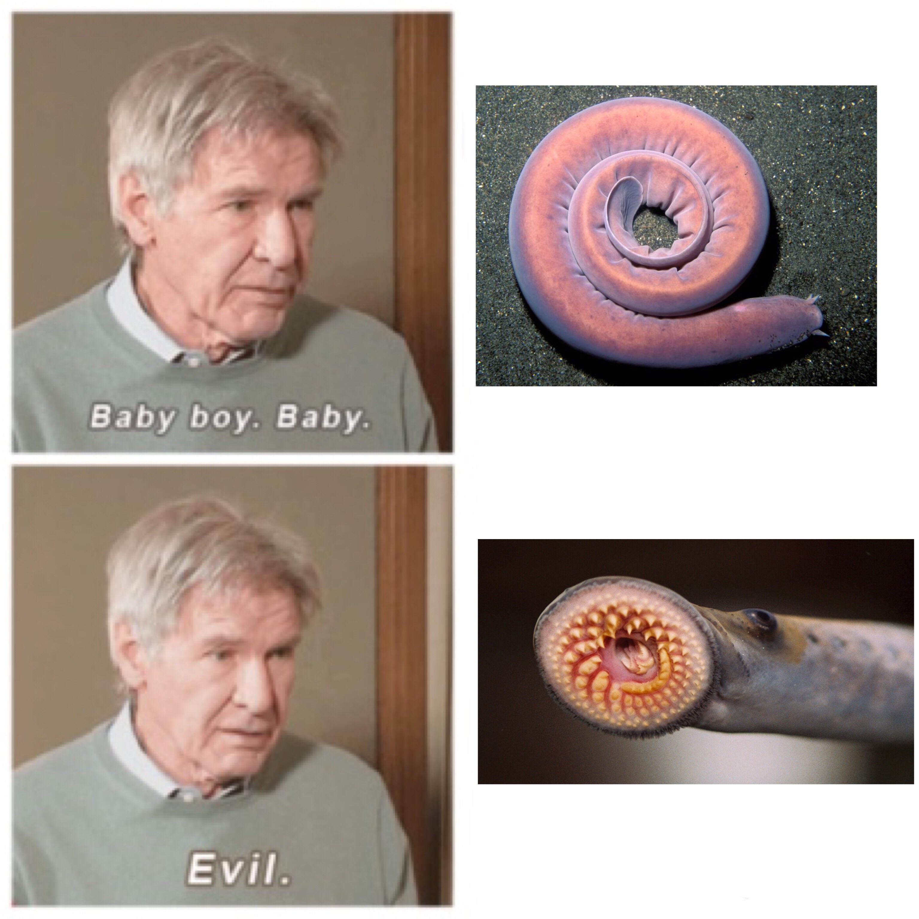 lampreys are the REAL ENEMY | Scrolller