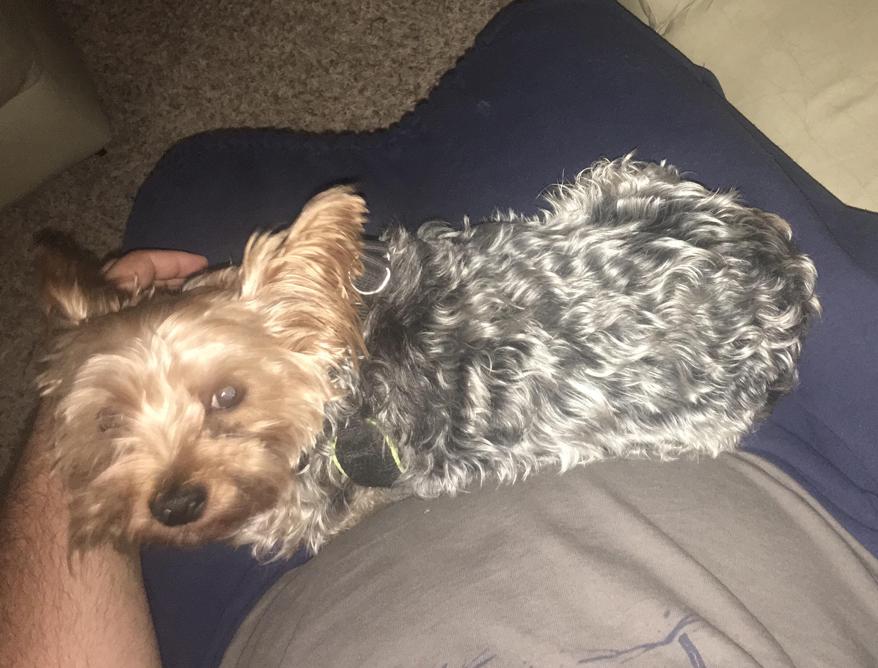 Lap loaf | Scrolller