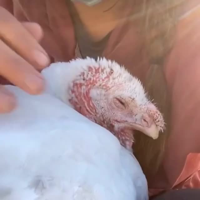 Lap turkey | Scrolller