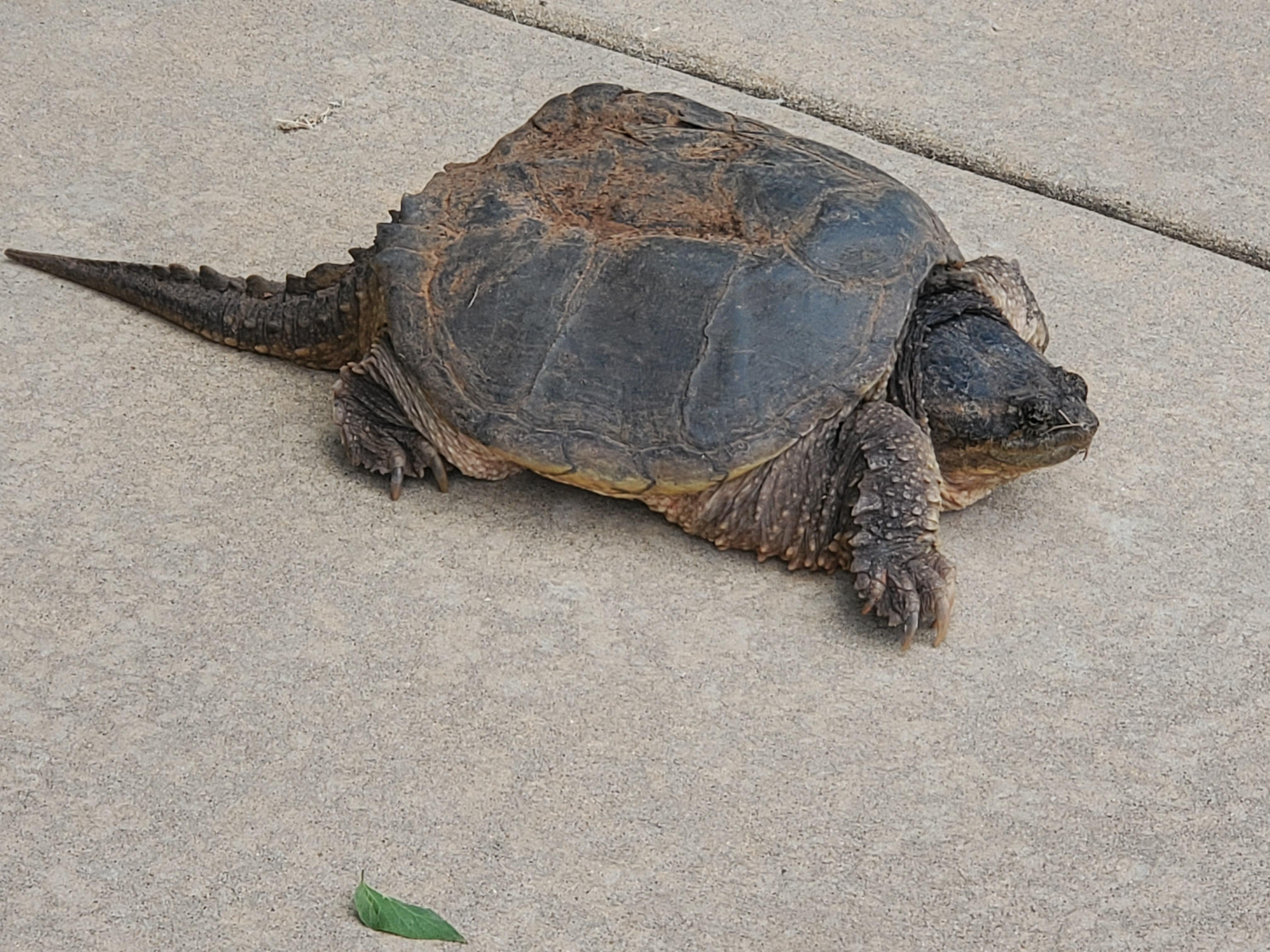 Large snapping turtle in S. Edmond. | Scrolller
