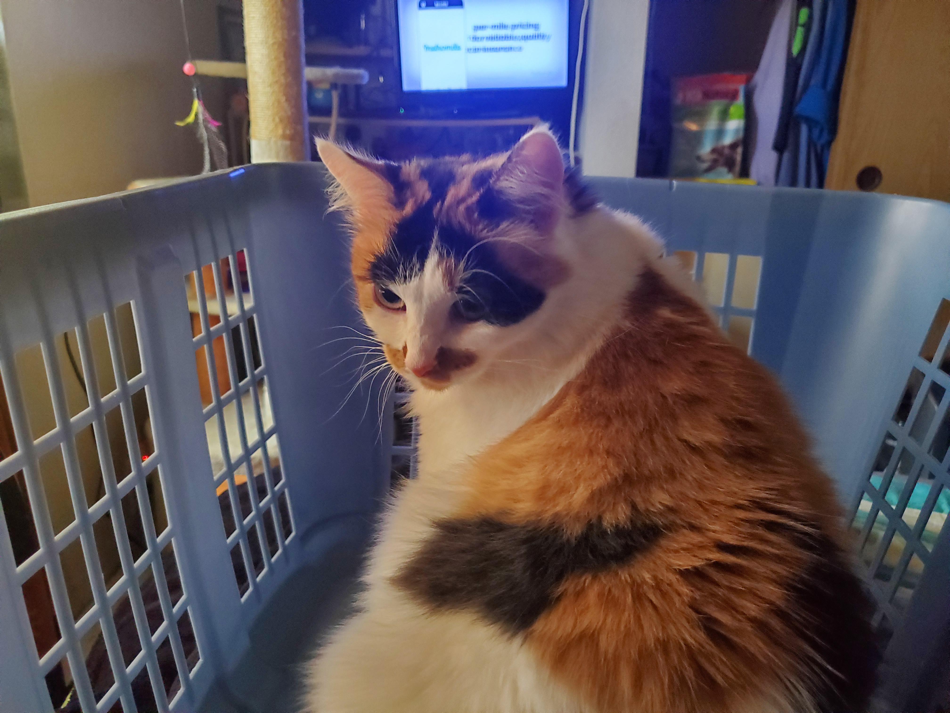 Laundry day trap is working. | Scrolller