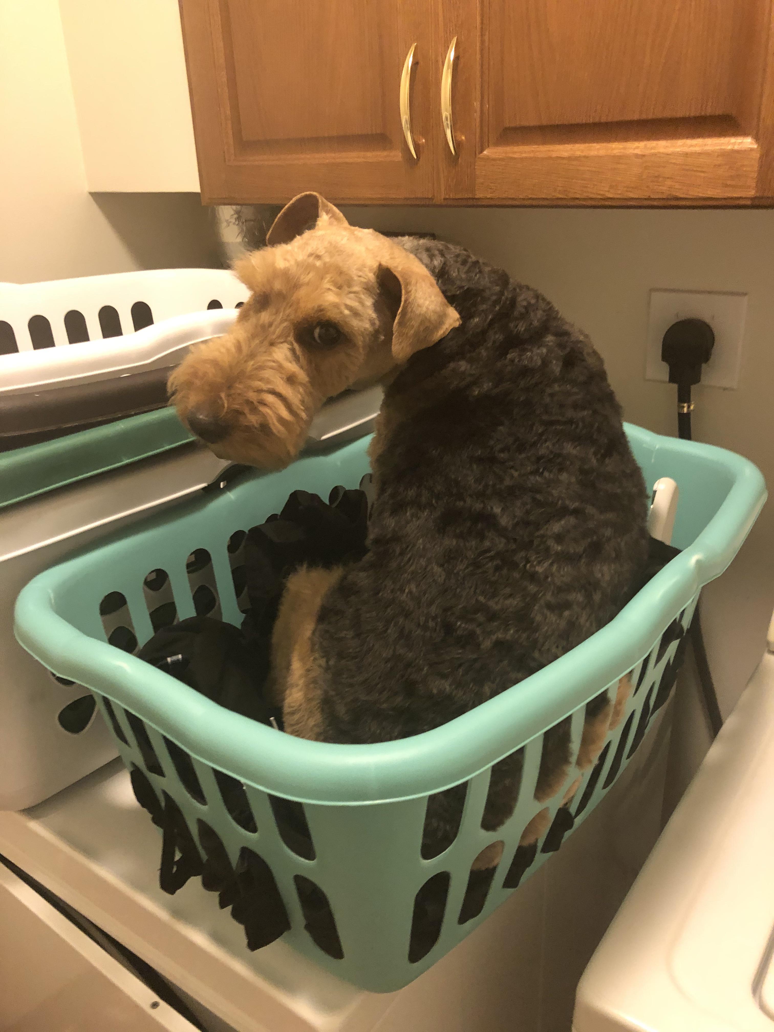 Laundry Day washing all the darks first | Scrolller