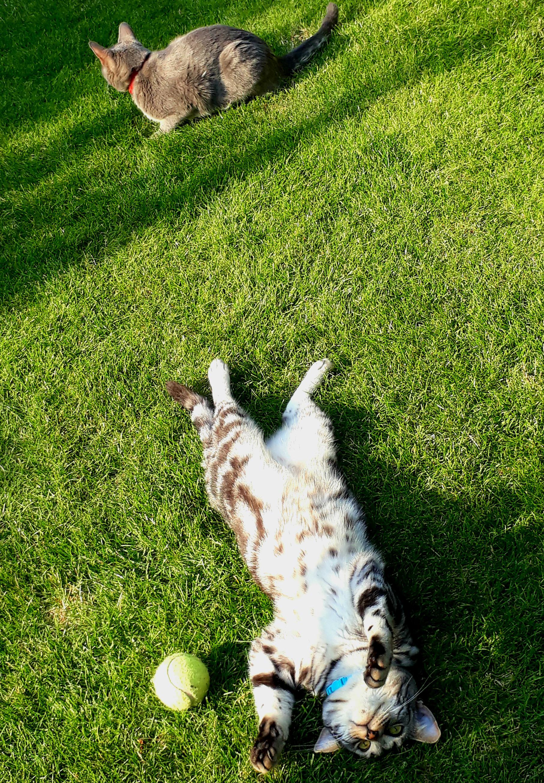 Lawn belly | Scrolller