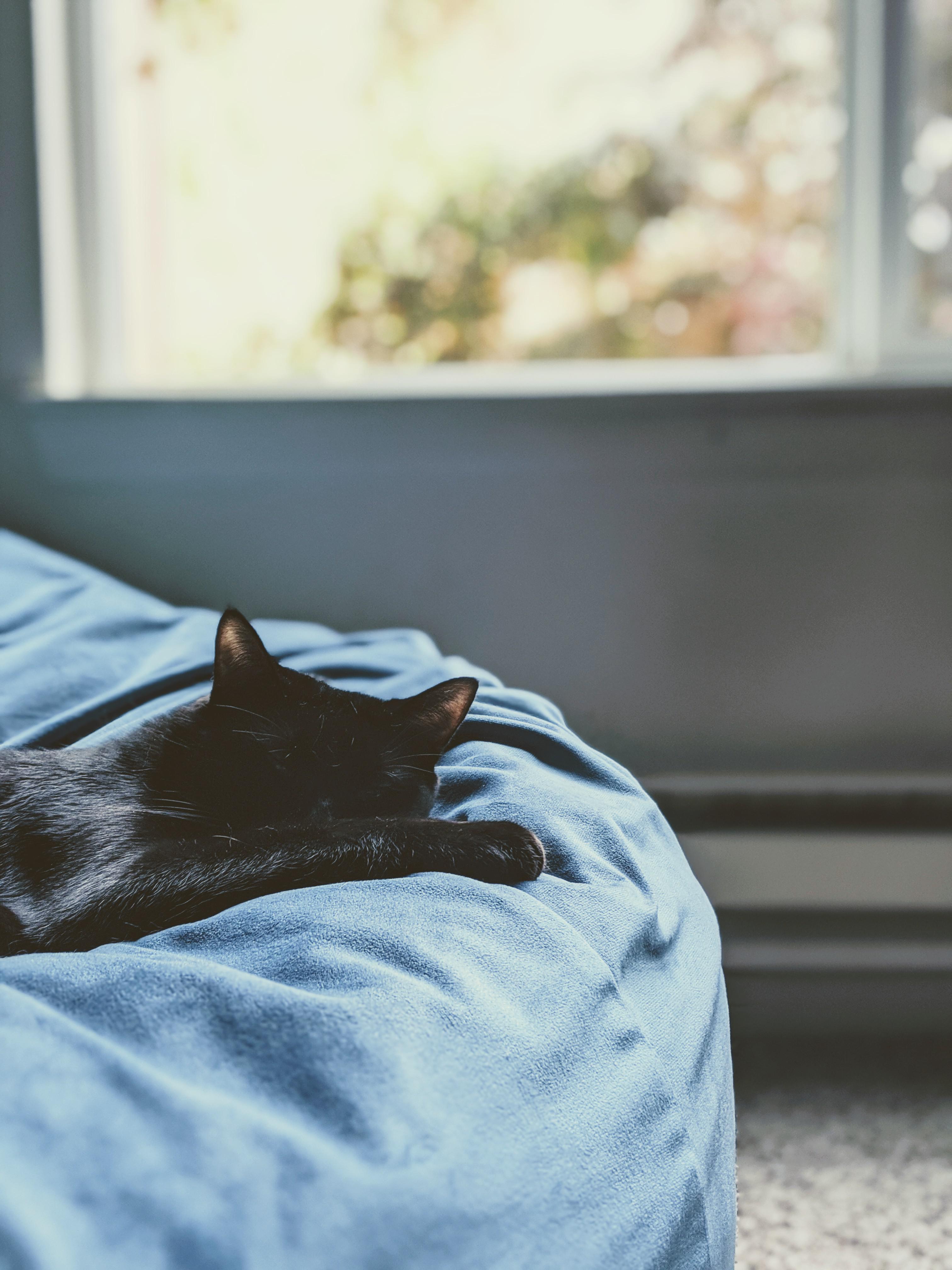 Lazy Kitty | Scrolller