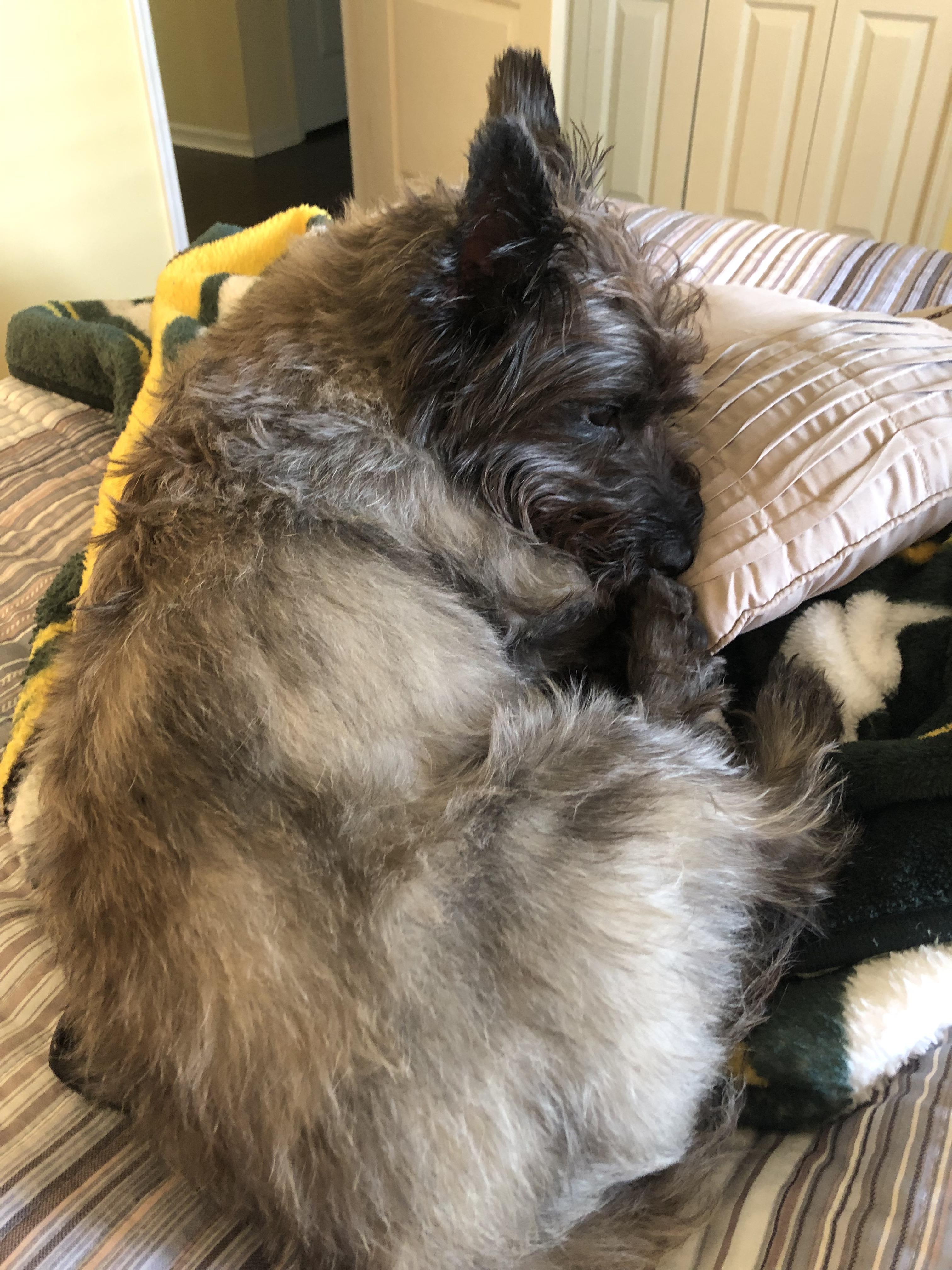 Lazy Sunday! | Scrolller