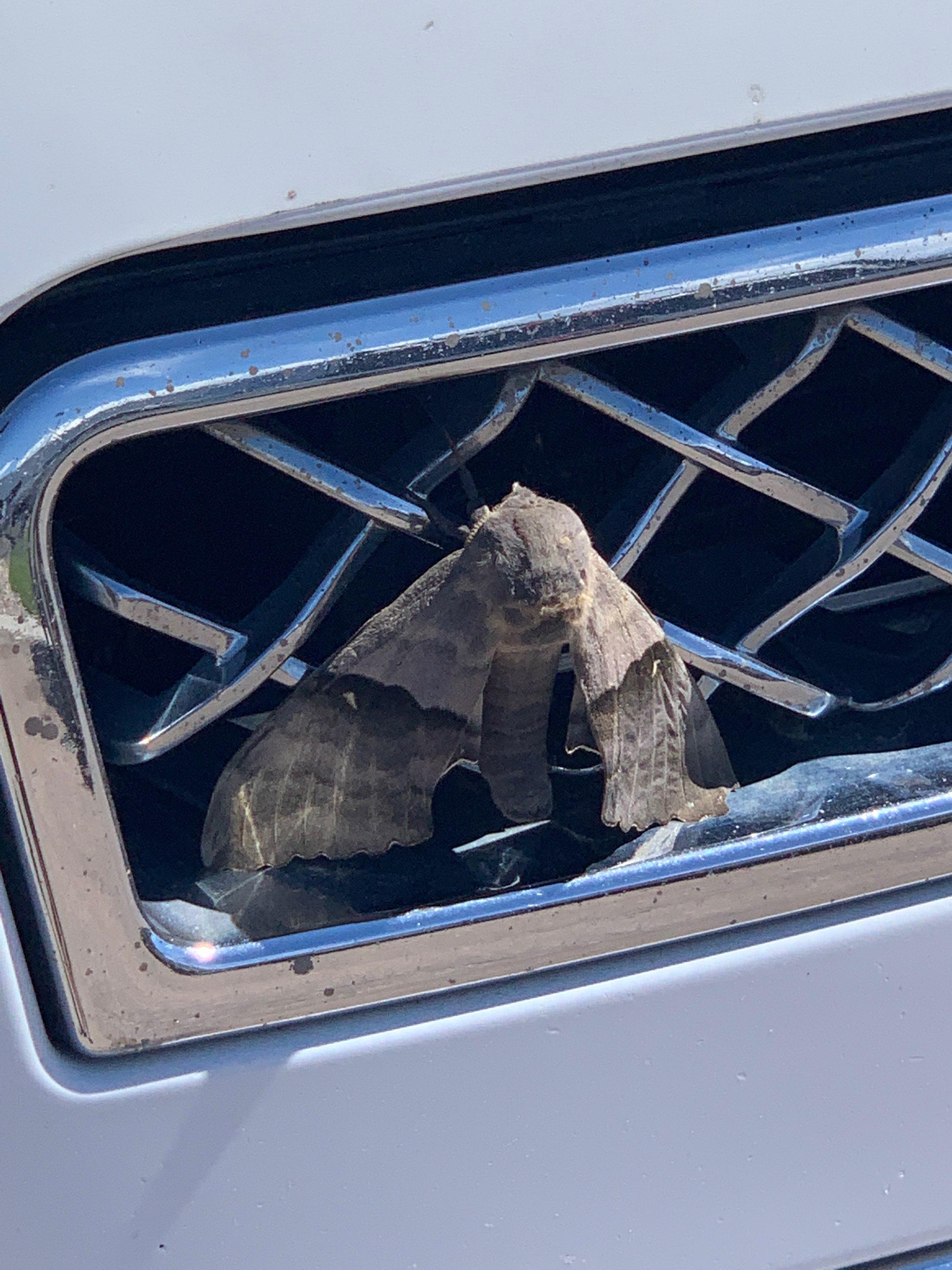 Leader of moths | Scrolller