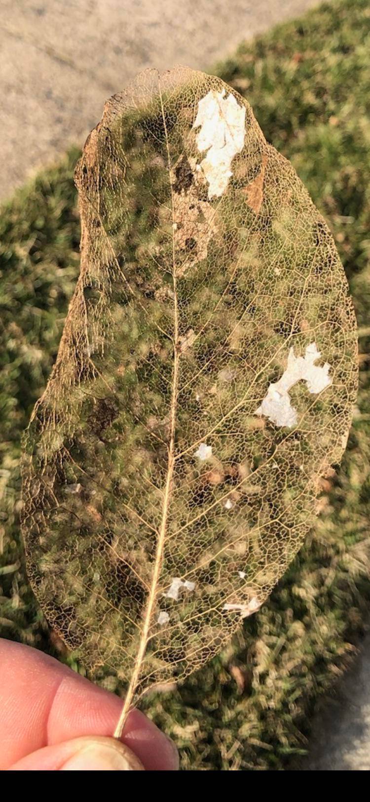 Leaf skeleton. | Scrolller