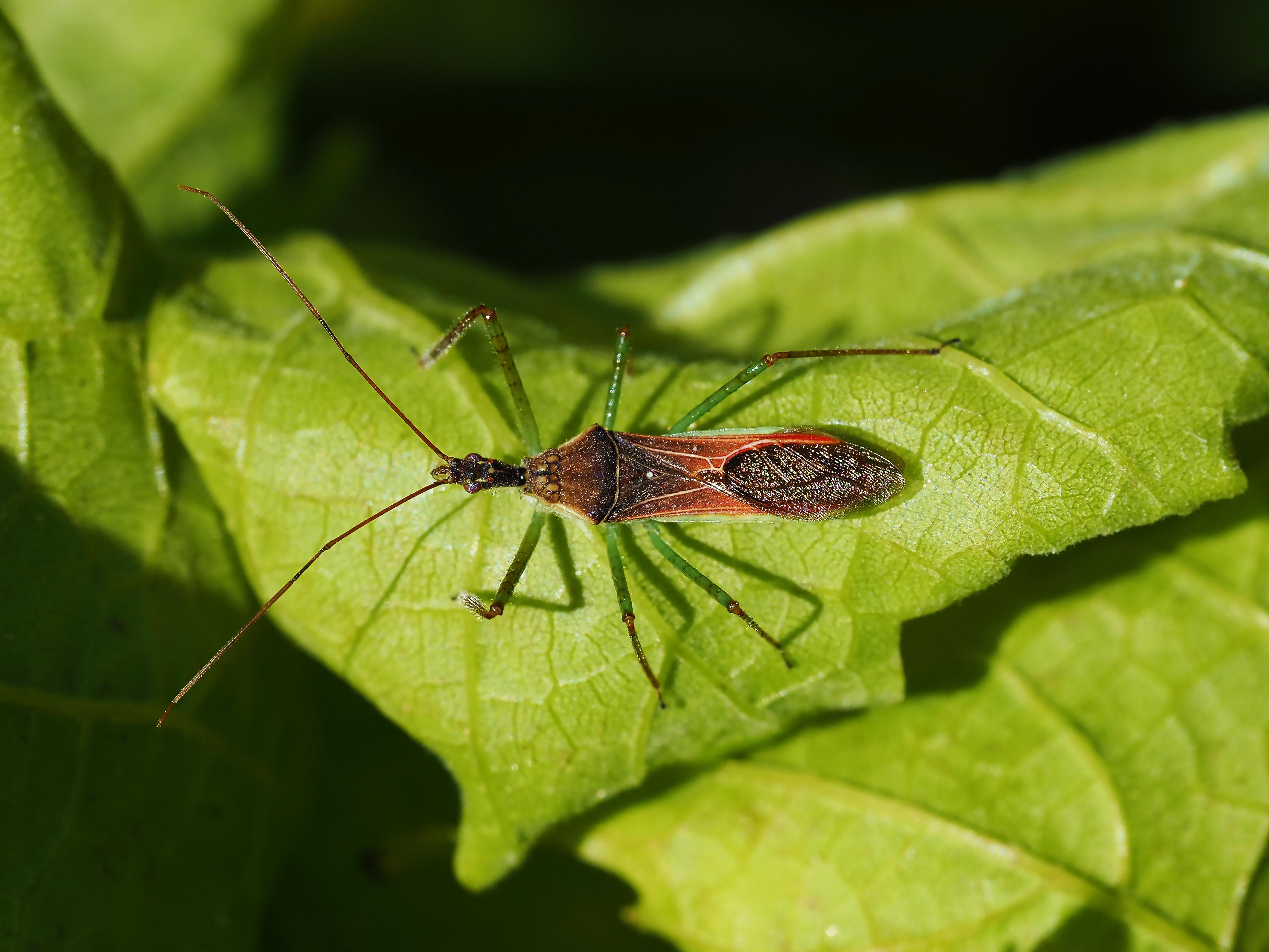 Leafhopper assassin bug | Scrolller